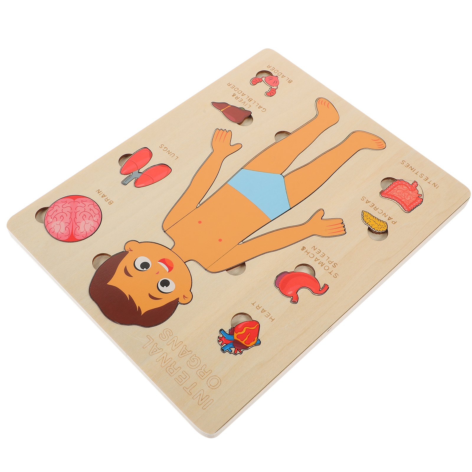 Human Body Structure Puzzle Organs Kindergarten Educational Toy ...