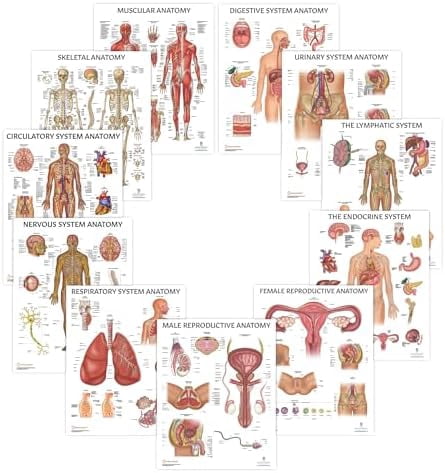 Human Body Systems Anatomy Poster Collection- 11 PACK LAMINATED, 17.3 x ...