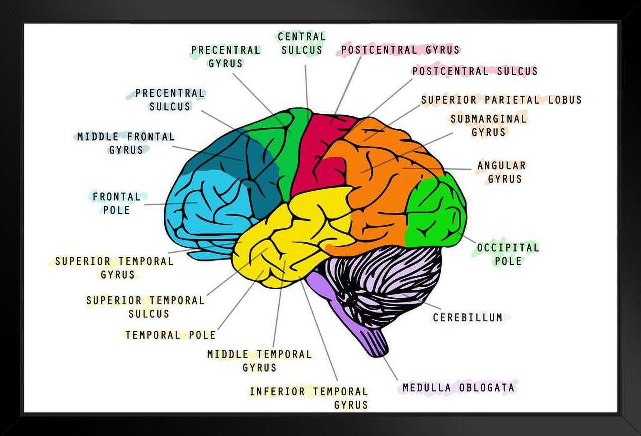 Exterior Brain Diagram