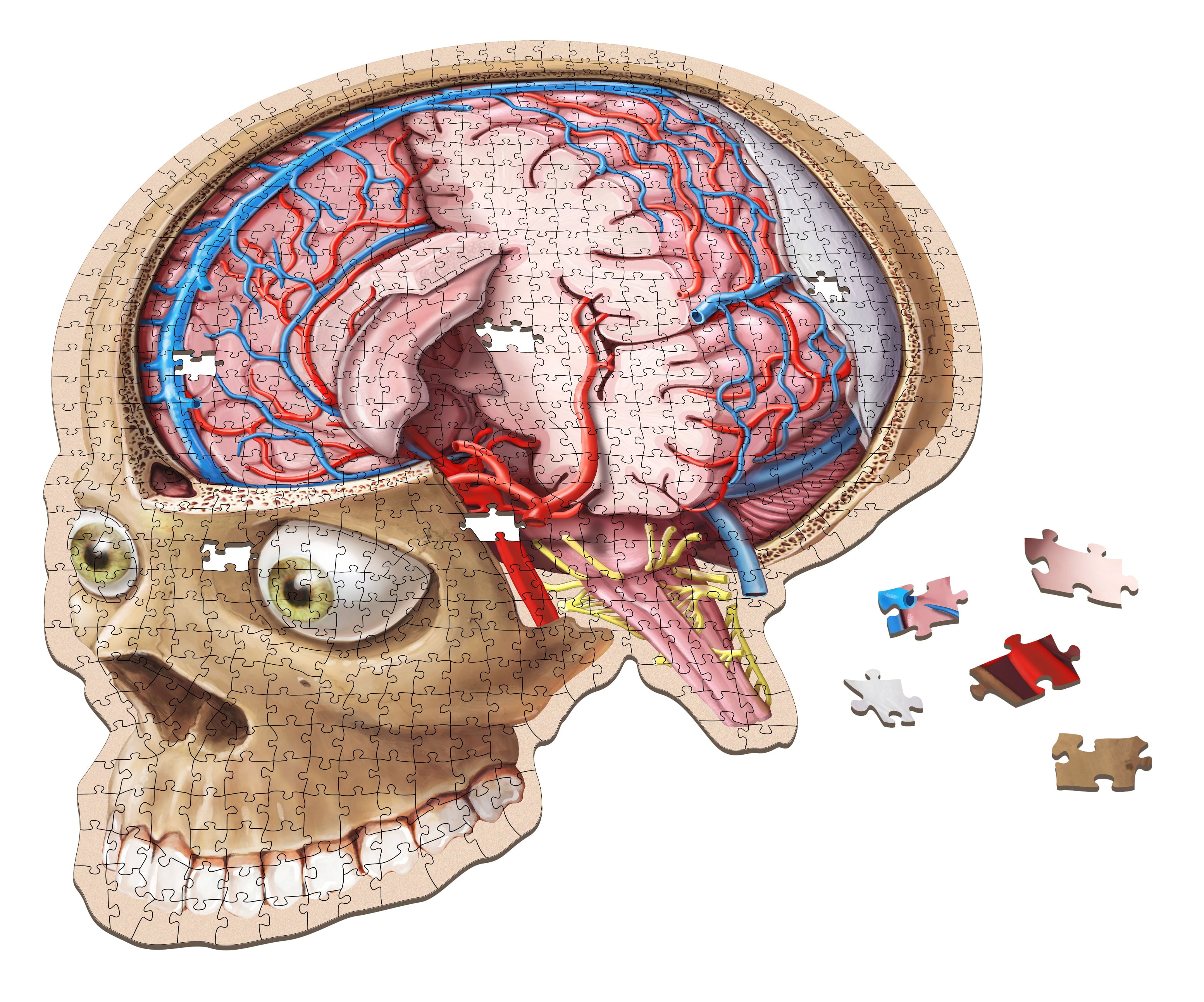 Human Brain Anatomy Jigsaw Puzzle | Dr. Livingston's Unique Shaped ...