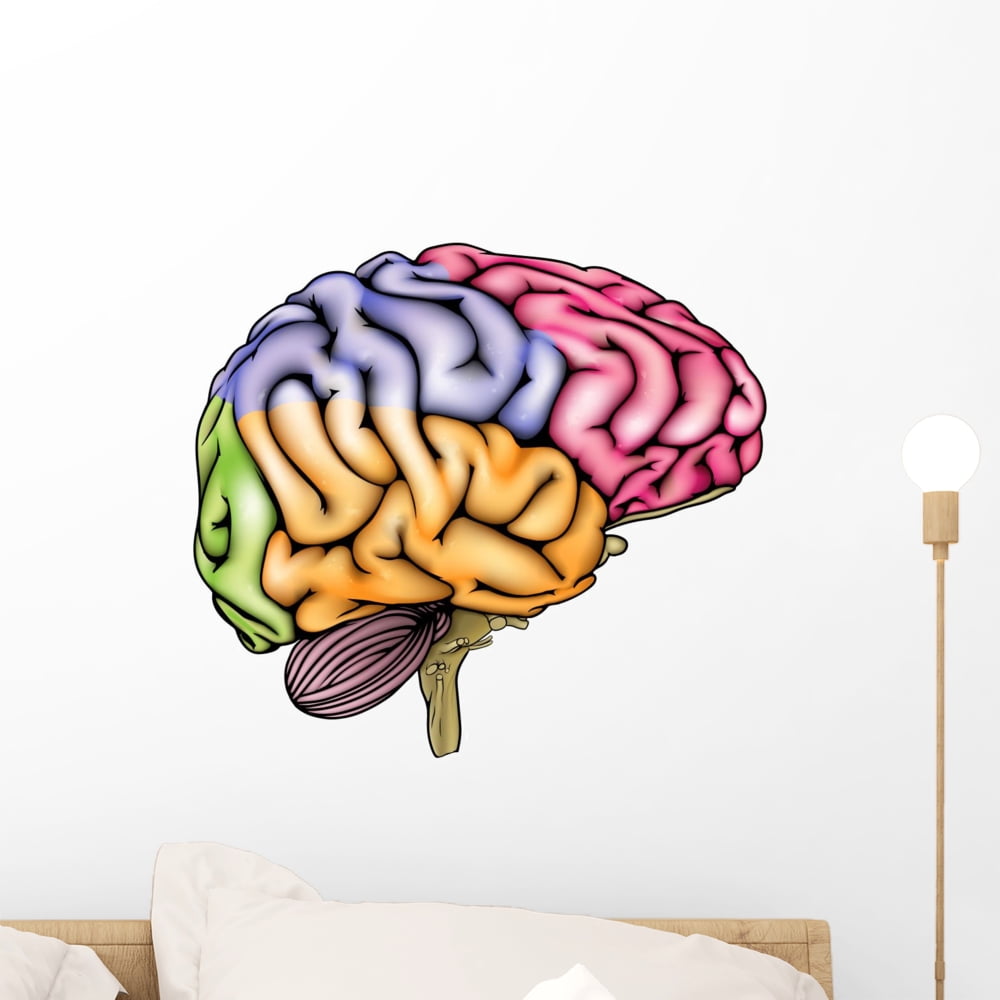 Human Brain Anatomy Sectioned Wall Mural by Wallmonkeys Peel and Stick ...