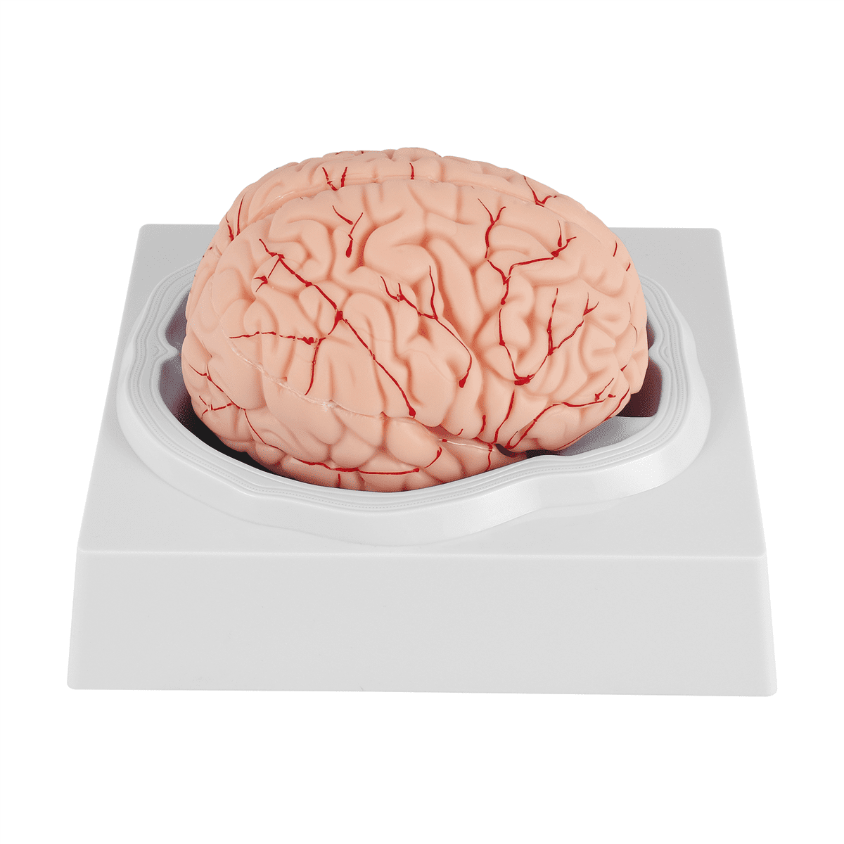 Human Brain,Life Size Brain Anatomy Model with Display Base, for ...