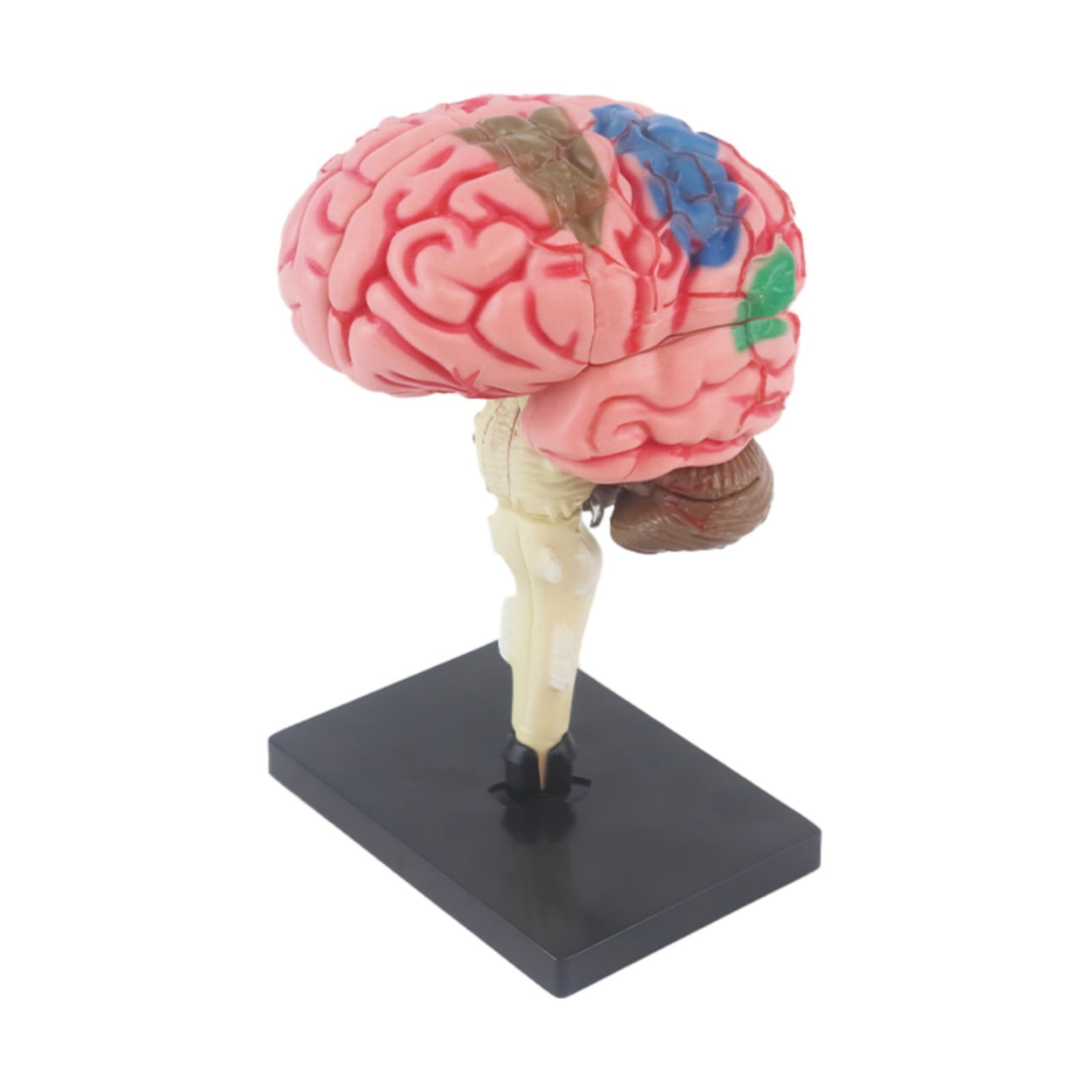 Human Brain Model Anatomical Model With Display Base Color Coded Artery ...