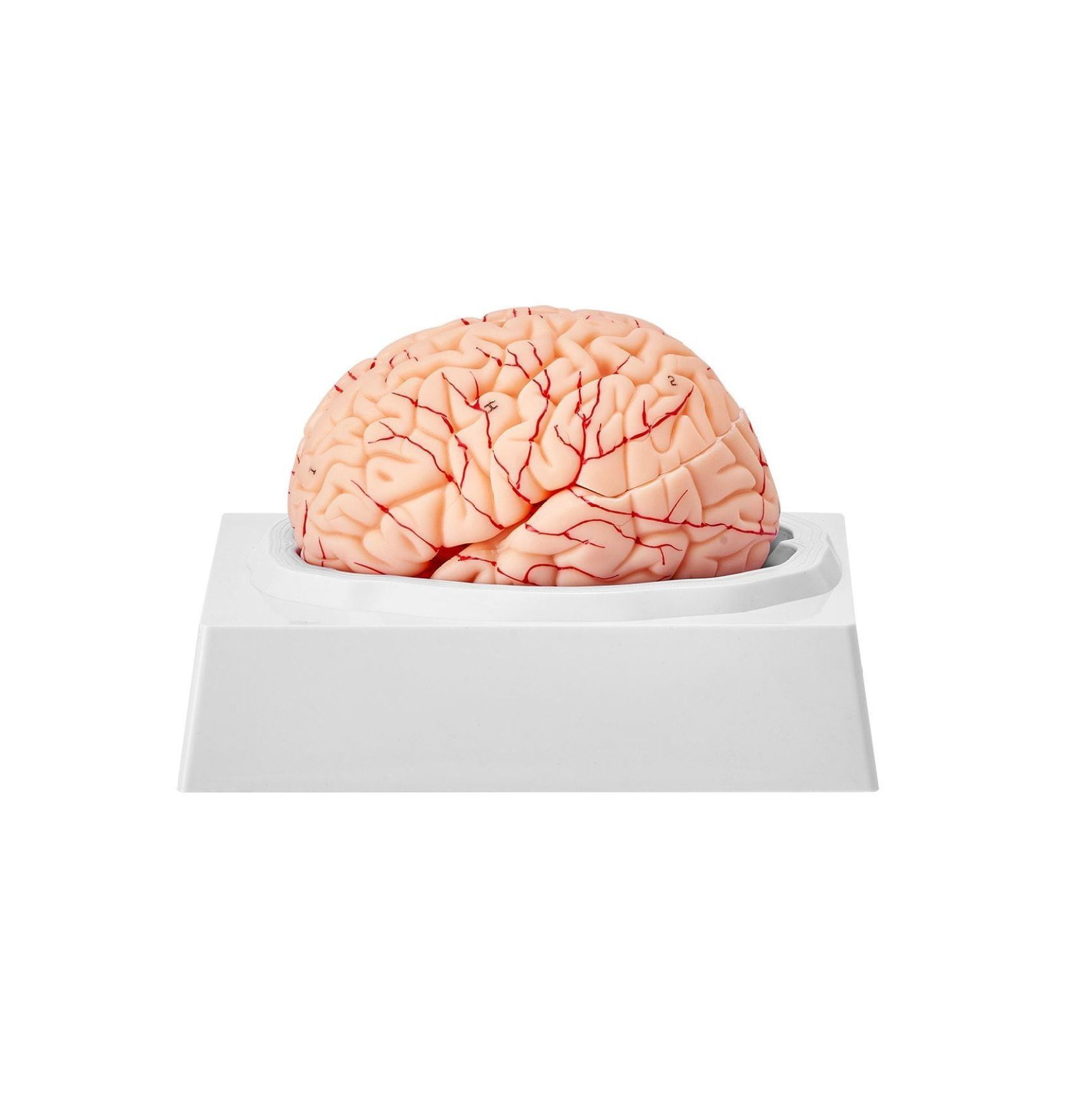 Human Brain Model Anatomy 1:1 Life Size - 9 Part Detachable Brain Model ...