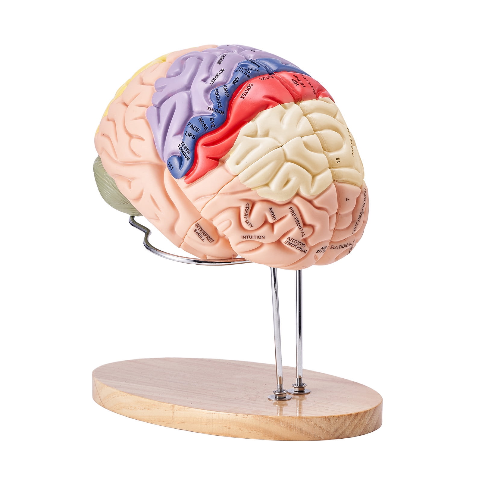 Human Brain Model Anatomy 4-Part Teaching Aid 2X Enlarged for Learning ...