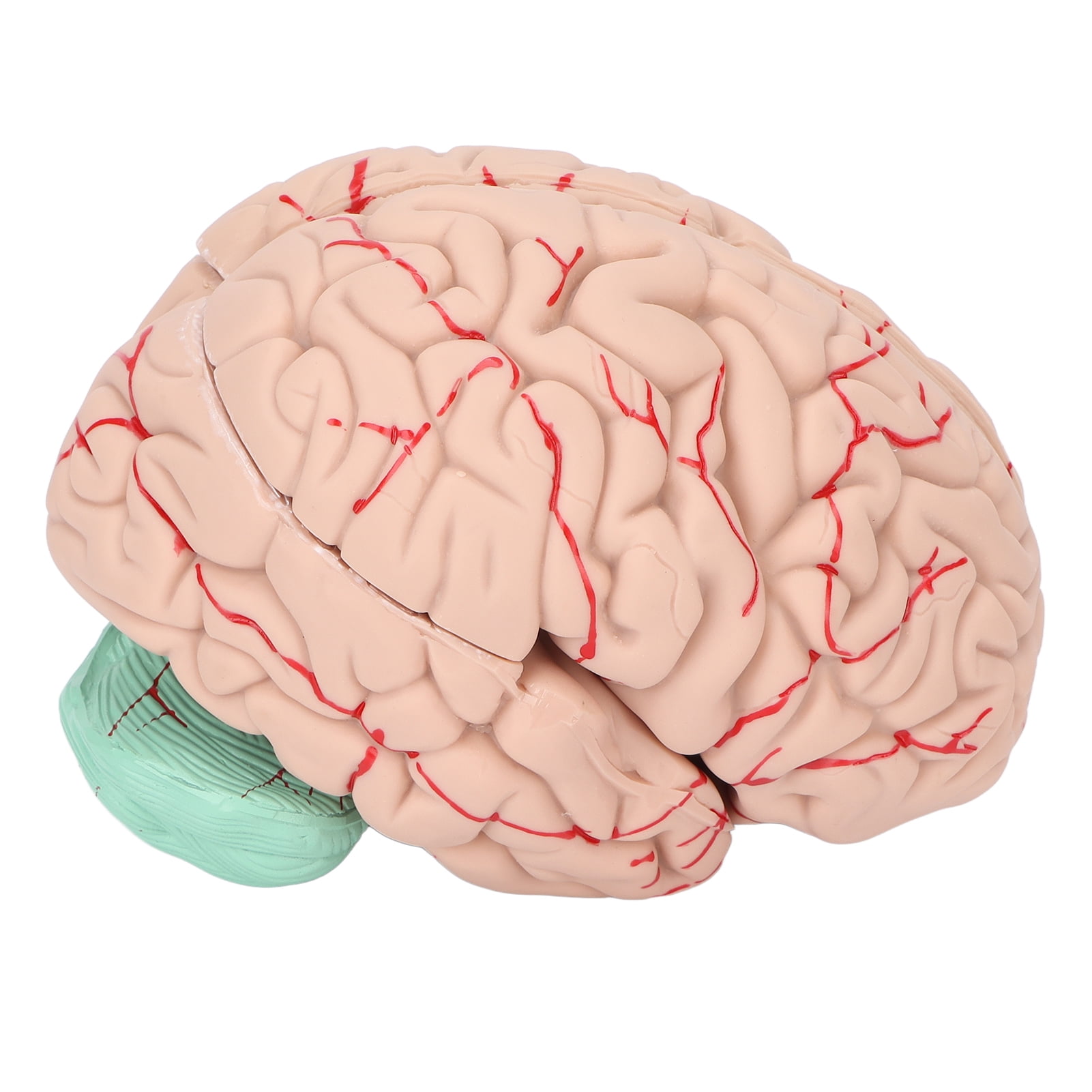 Human Brain Model Professionals Doctors Teaching Brain Anatomy Model ...