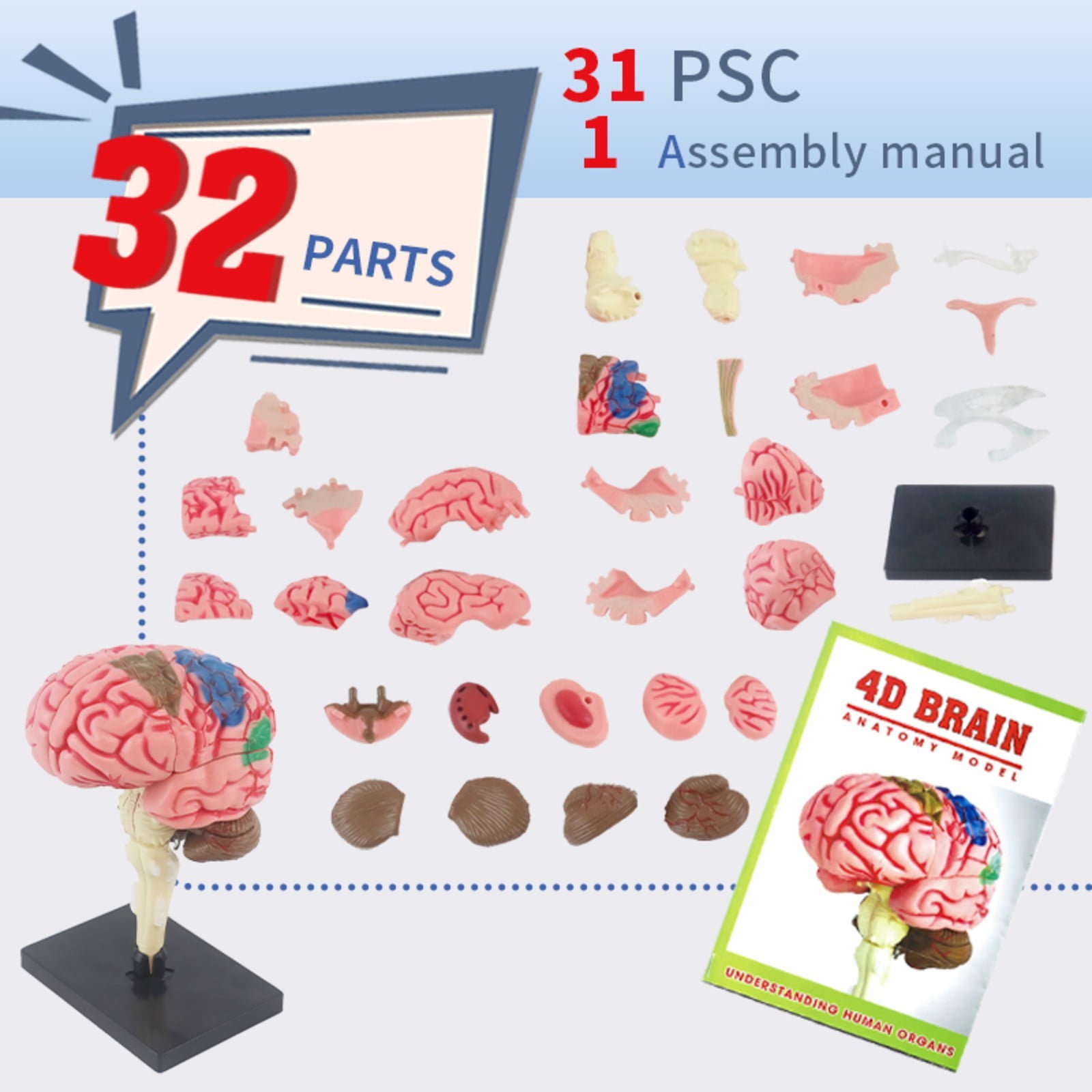 Human Brain Model for Neuroscience,Anatomy Brain Model Show Functional ...