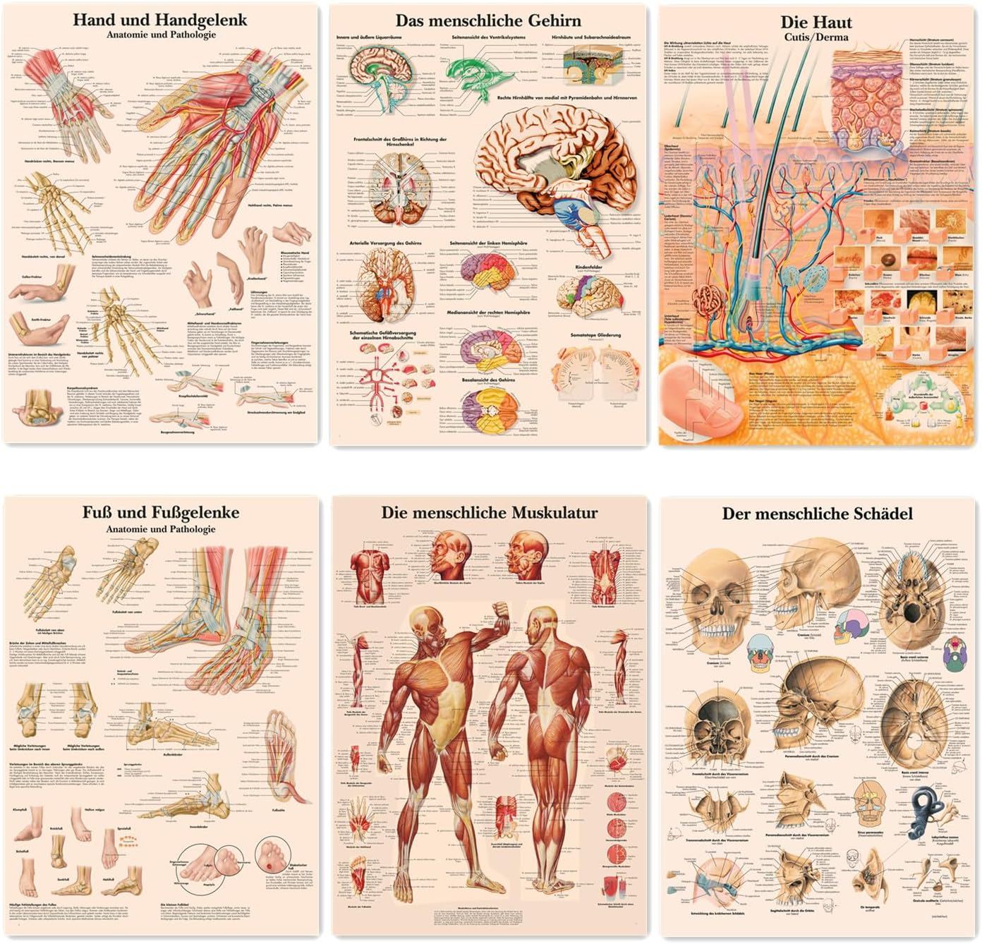 Human Brain, Skull, Hand Wrist, Skin, Musculature, Foot Joints German ...