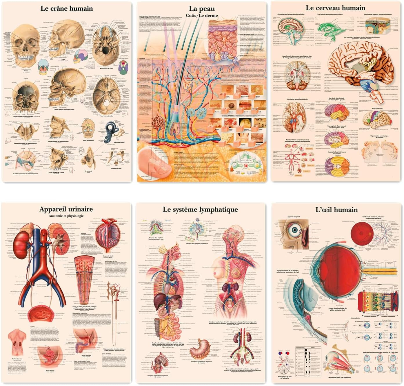 Human Brain, Urinary Tract, Lymphatic, Human Eye, Skin, Skull French ...