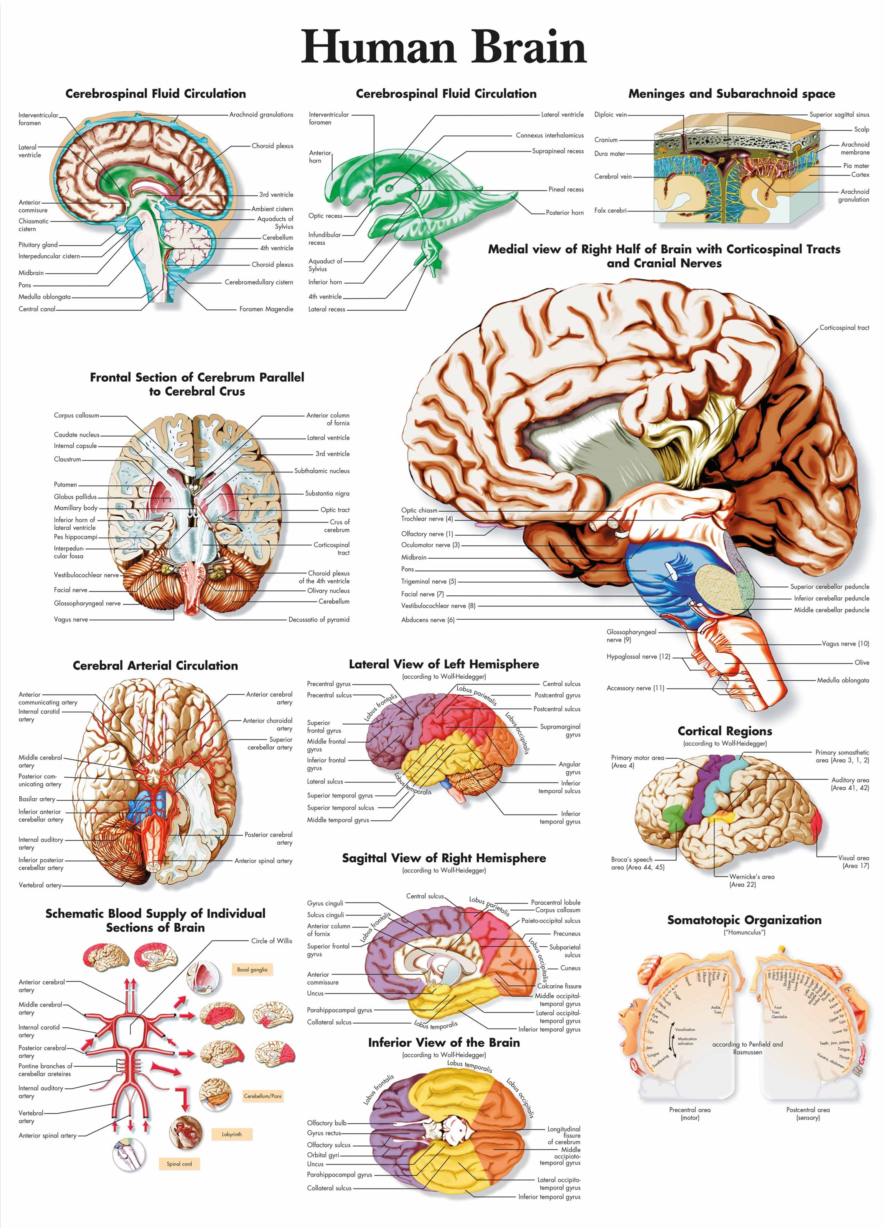 Human Brain Wall Art Posters Canvas Print Artwork Wall Chart Human ...