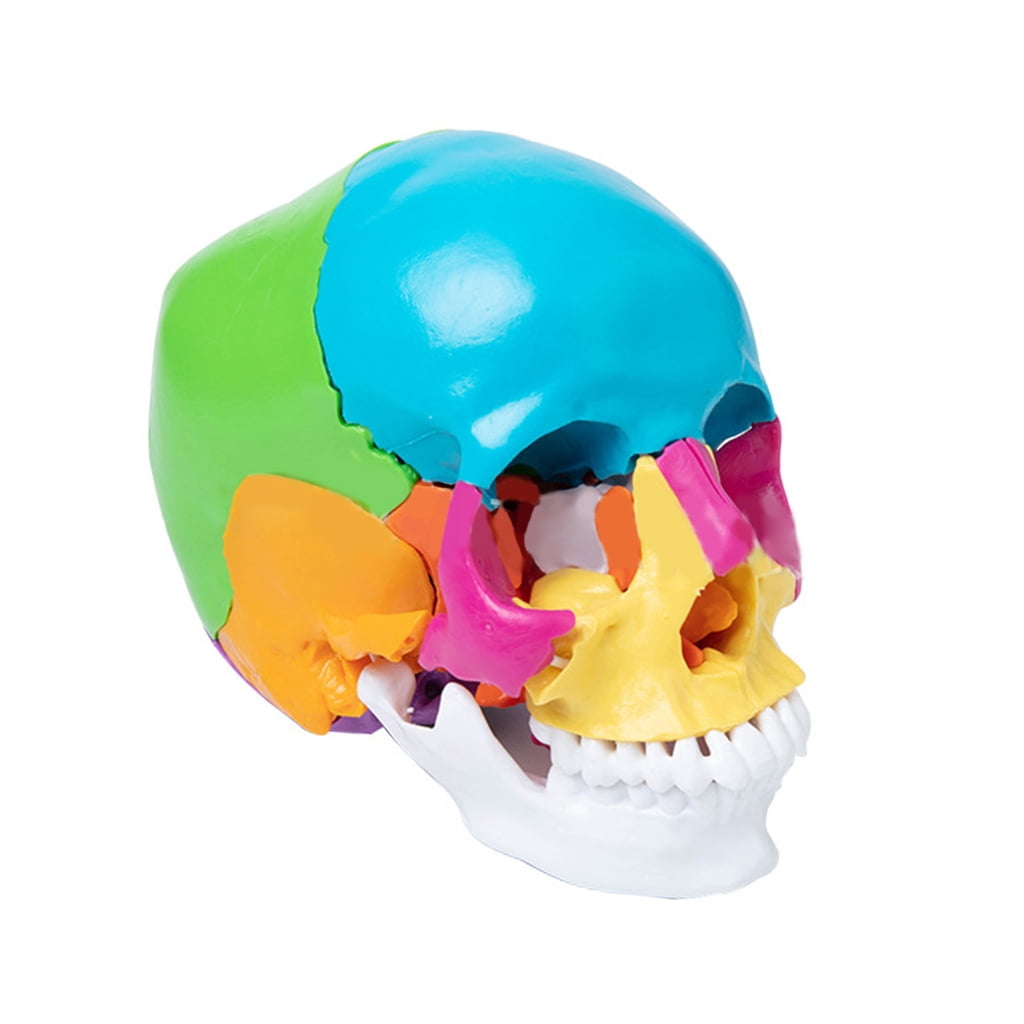 Human Colored Skull Model,Life Size 3-Part Skull Anatomical Model Tool ...