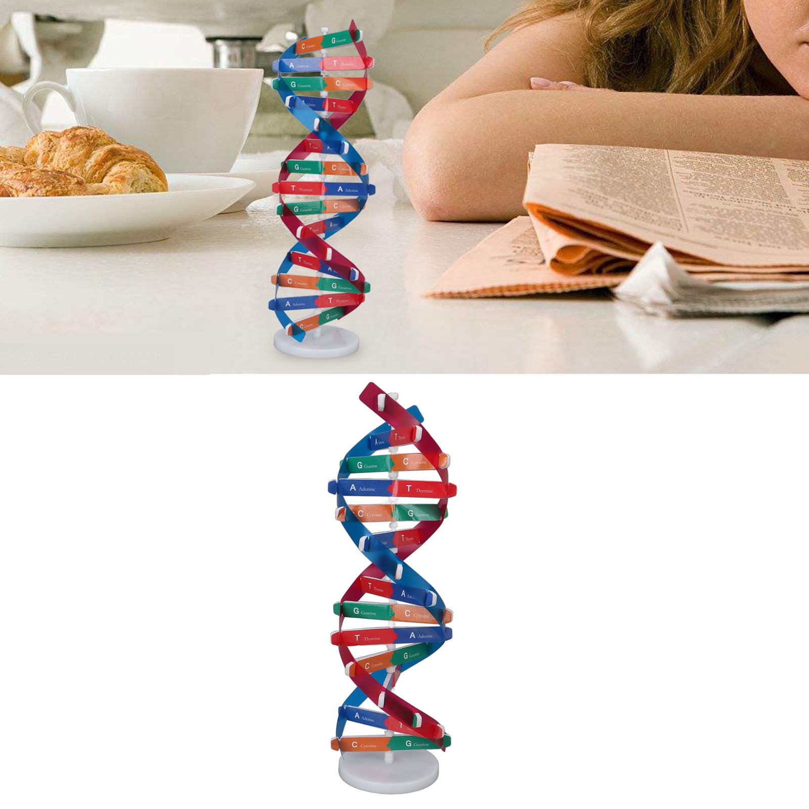 Human DNA Model Colorful Double Spiral Assemble Model Science ...