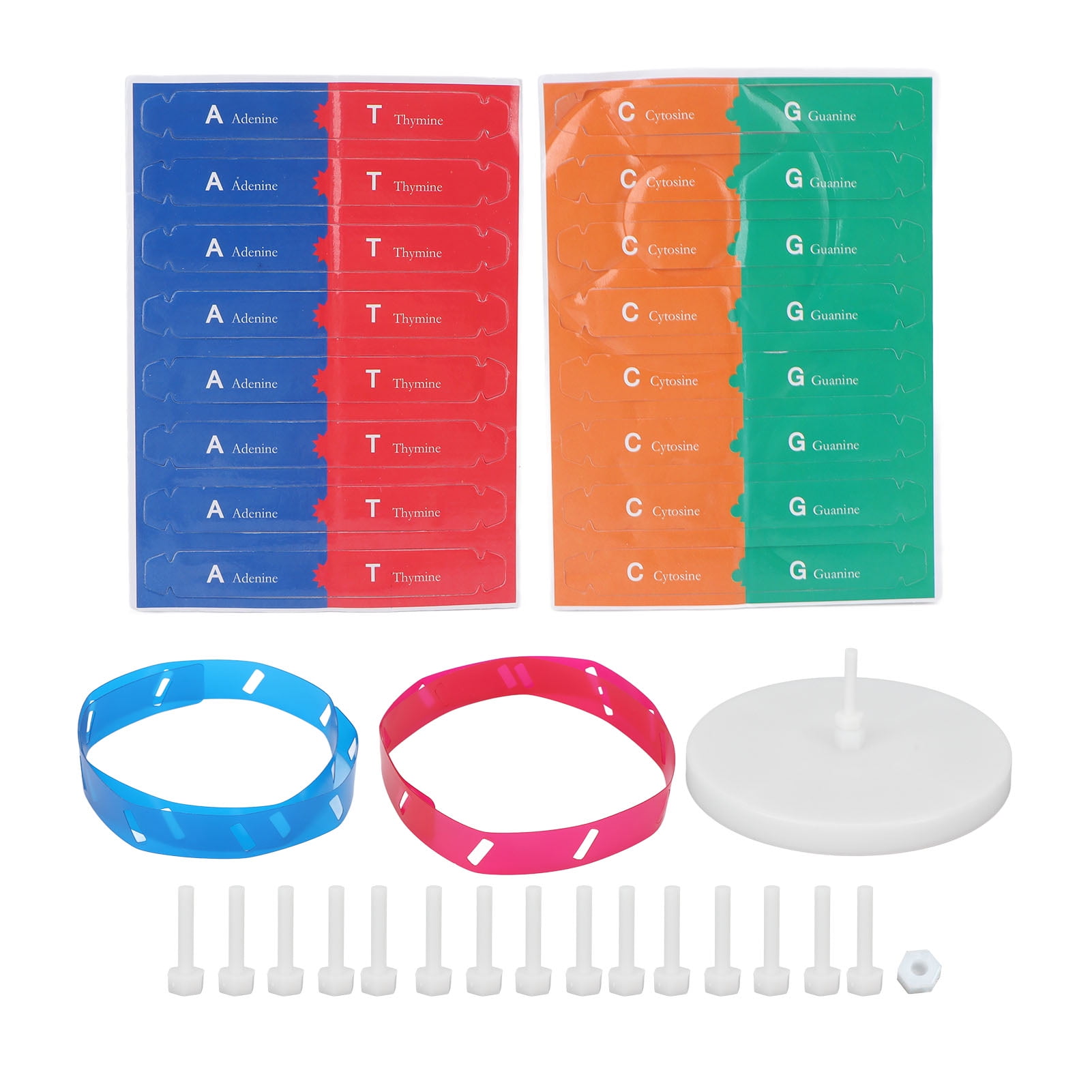 Human DNA Model Colorful Double Spiral Assemble Model Science ...