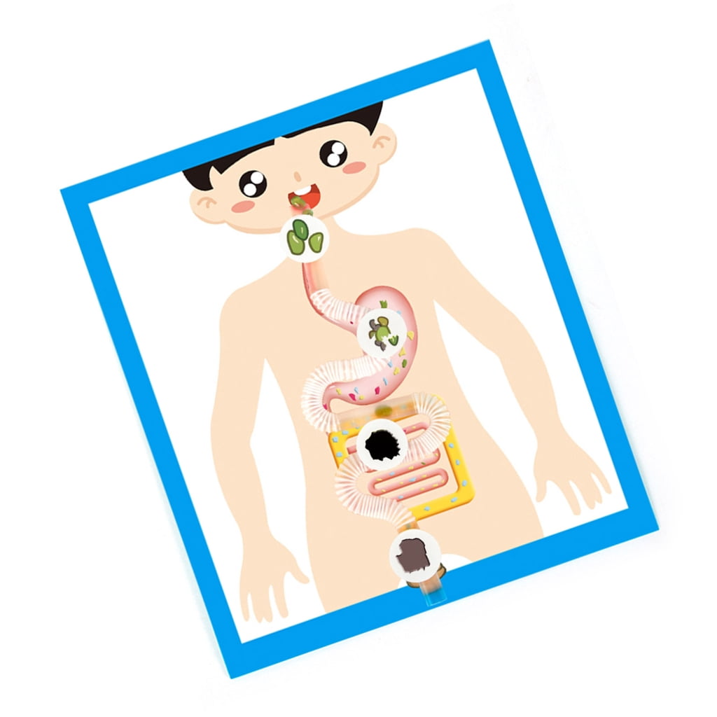 Human Digestive Organ Model Classroom Learning Tool Digestive Organ ...