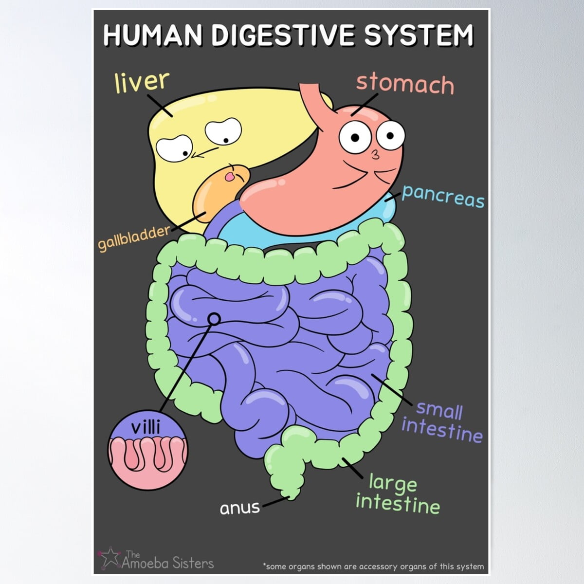 Human Digestive System Poster Wall Art, Modern Wall Decor For Living ...