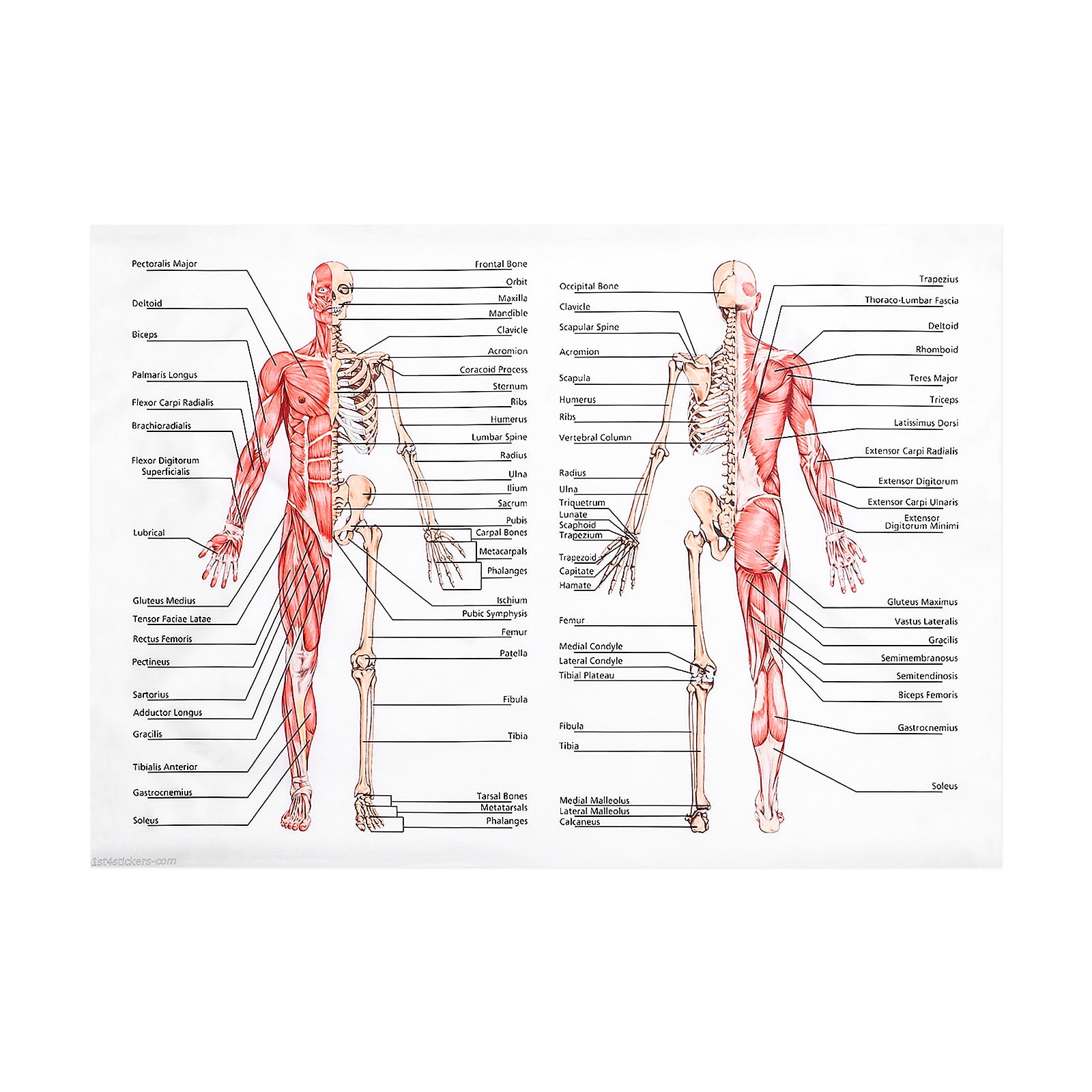 WORGEOUS large muscle groups poster Anatomy Poster Silk Fabric ...