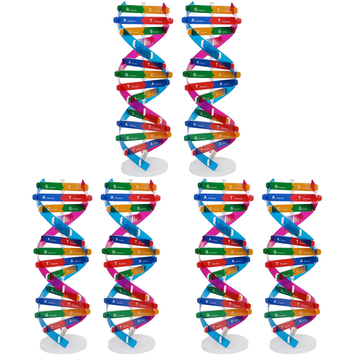 Human Dna Learning Aids,6 Pcs DNA Models Double Helix Model Components ...