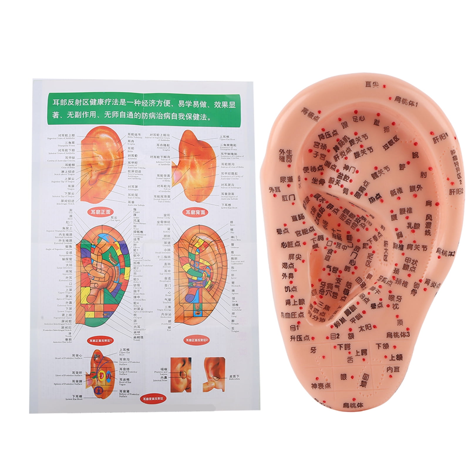 Human Ear Acupuncture Model with Acupuncture Points Ear Massage Model ...