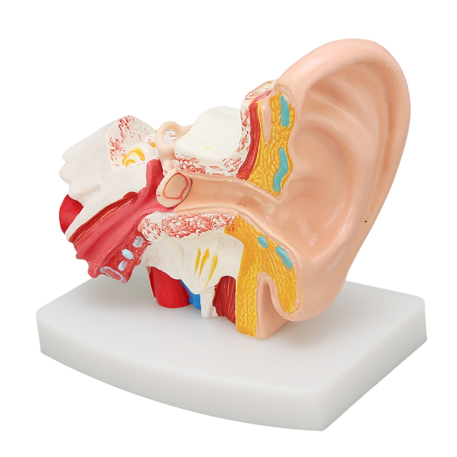 Human Ear Anatomical Model Clear Structure Simulation Inner Ear Model ...