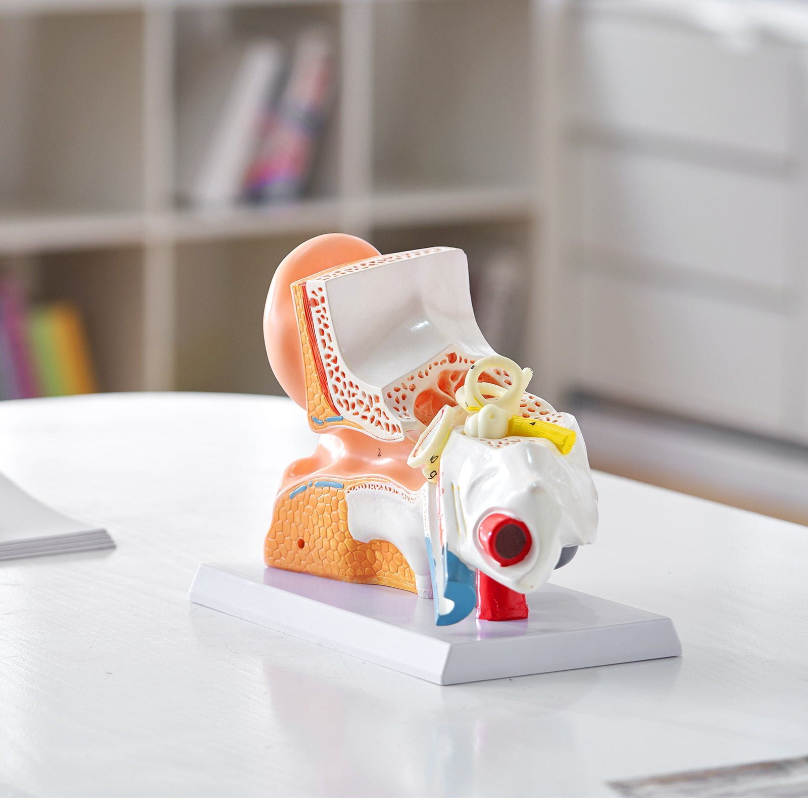 Human Ear Model 5 Times Enlarged, Outer Middle Inner Ear Detachable ...