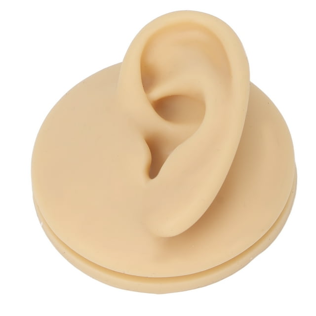 Human Ear Model, Silicone Ear Model Professional For Teaching ...