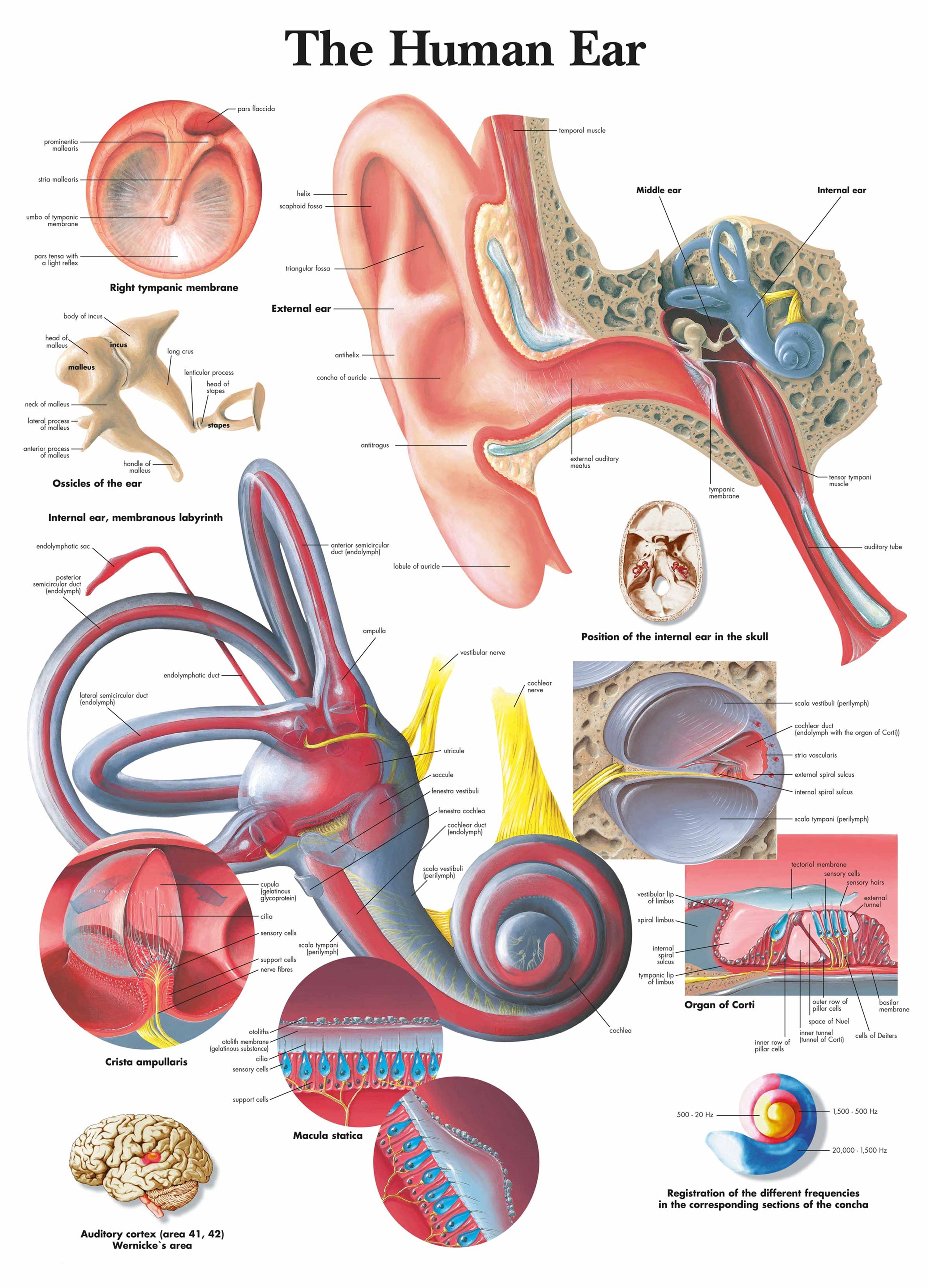 The Human Ear Wall Art Posters Canvas Print Artwork Wall Chart Human ...