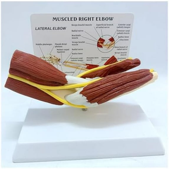 Human Elbow Joint Anatomy Model, Right Arm Elbow Vascular Ligament ...