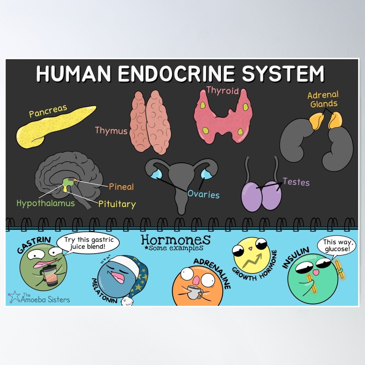 Human Endocrine System Poster Wall Art, Modern Wall Decor For Living ...