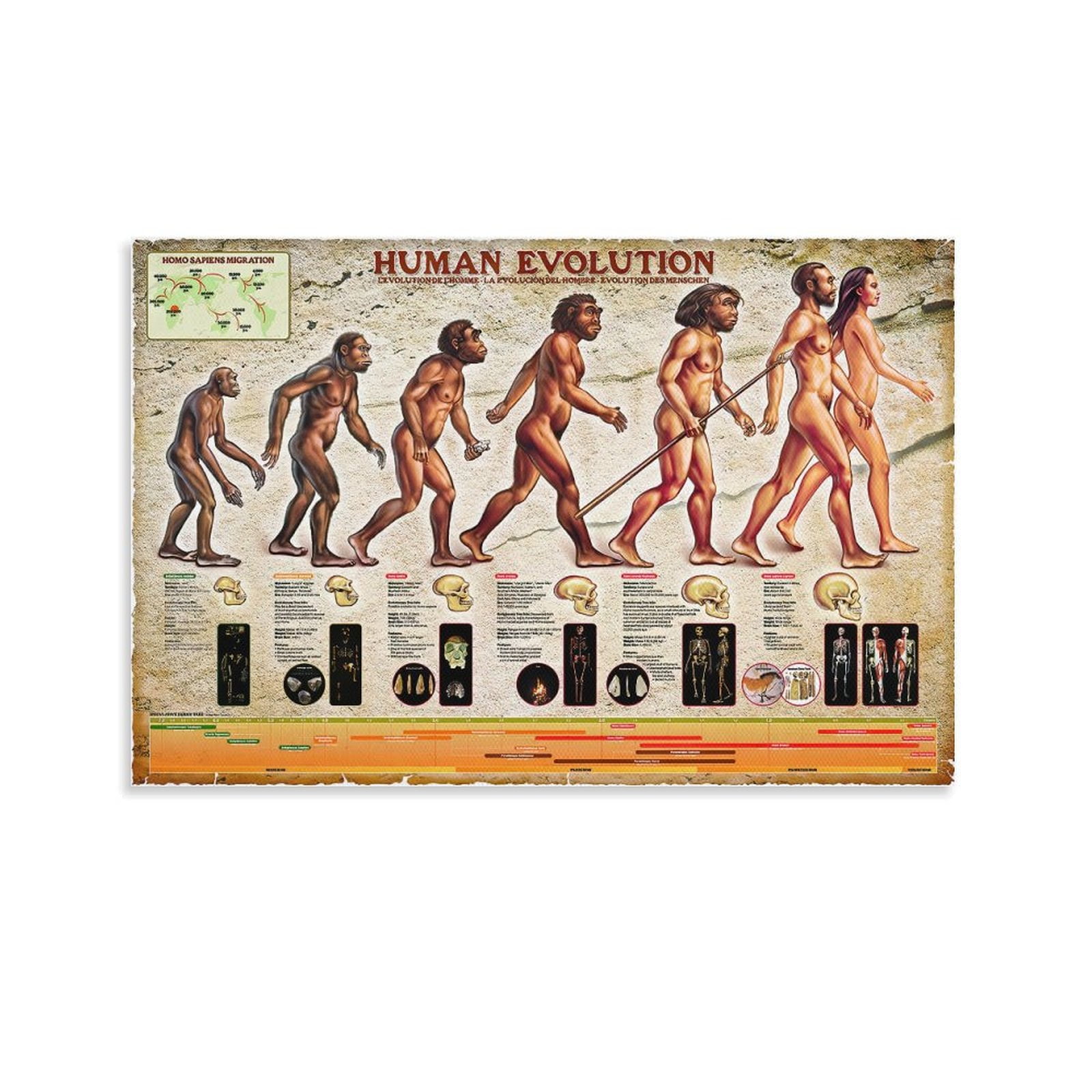Human Evolution Educational Poster-denoise-denoise Art Poster Canvas ...