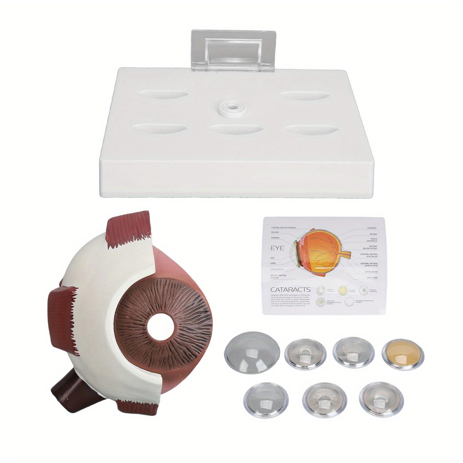 Human Eye Anatomical Model Accurate Display Enlarged Medical Eyeball ...