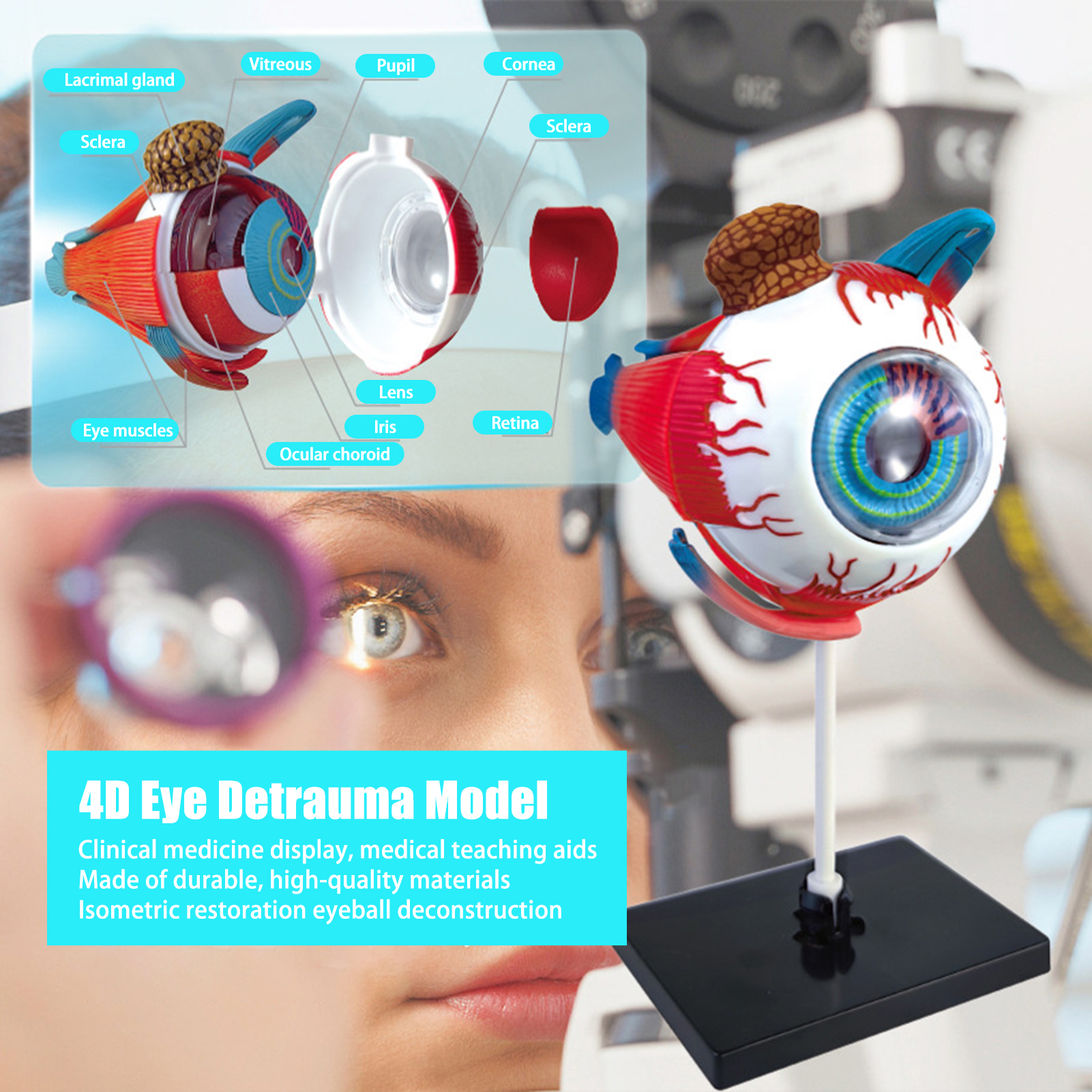 Human Eye Anatomical Model Detachable Accurate Eye Ball Display Model Ophthalmology Anatomy ...