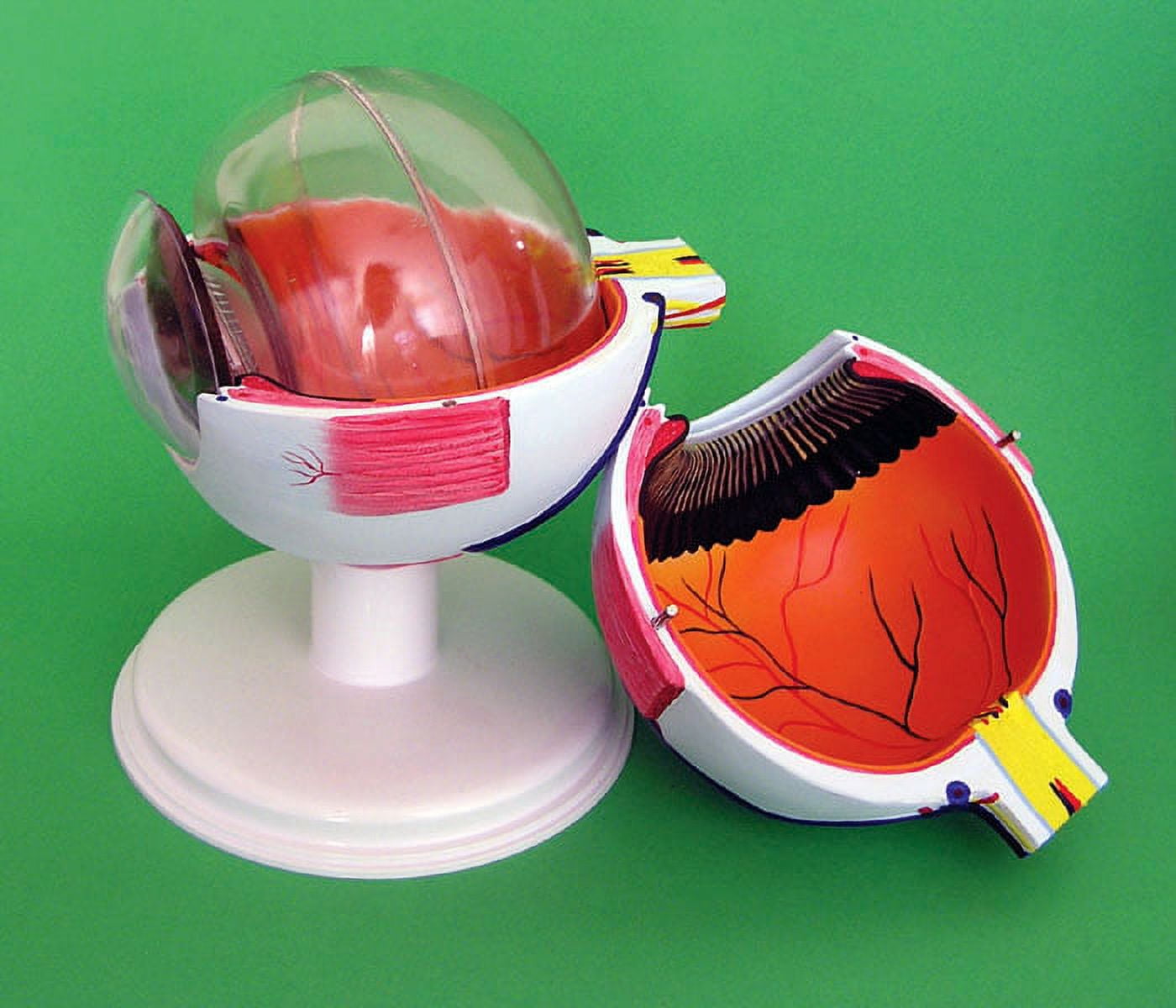 Human Eye Anatomical Model - Large - Walmart.com