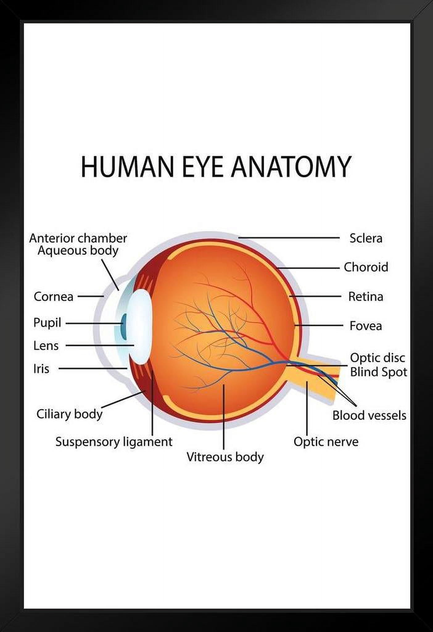 Human Eye Anatomy Classroom Diagram Educational Chart Art Print Stand ...