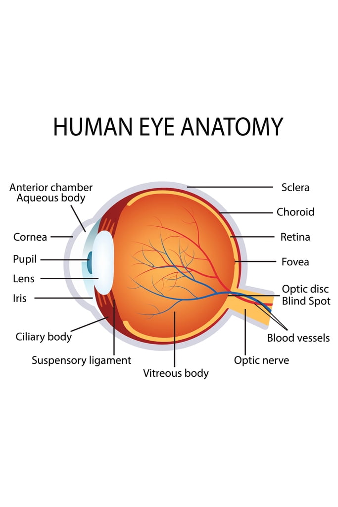 Human Eye Anatomy Classroom Diagram Educational Chart Cool Wall Art ...