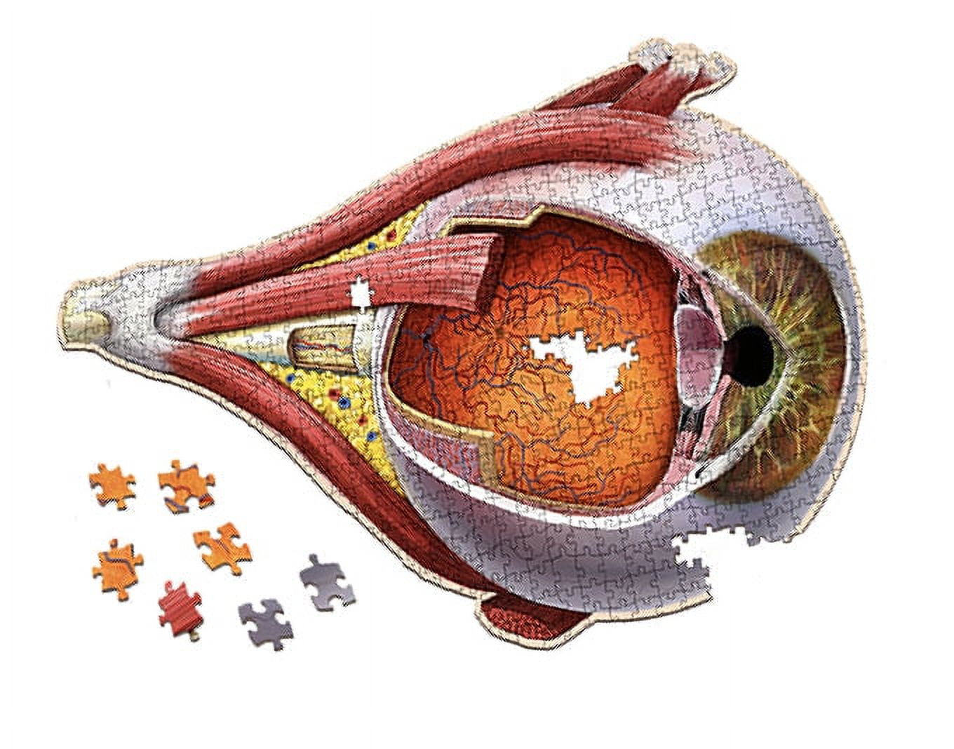 Human Eye Anatomy Jigsaw Puzzle | Dr. Livingston's Unique Shaped ...
