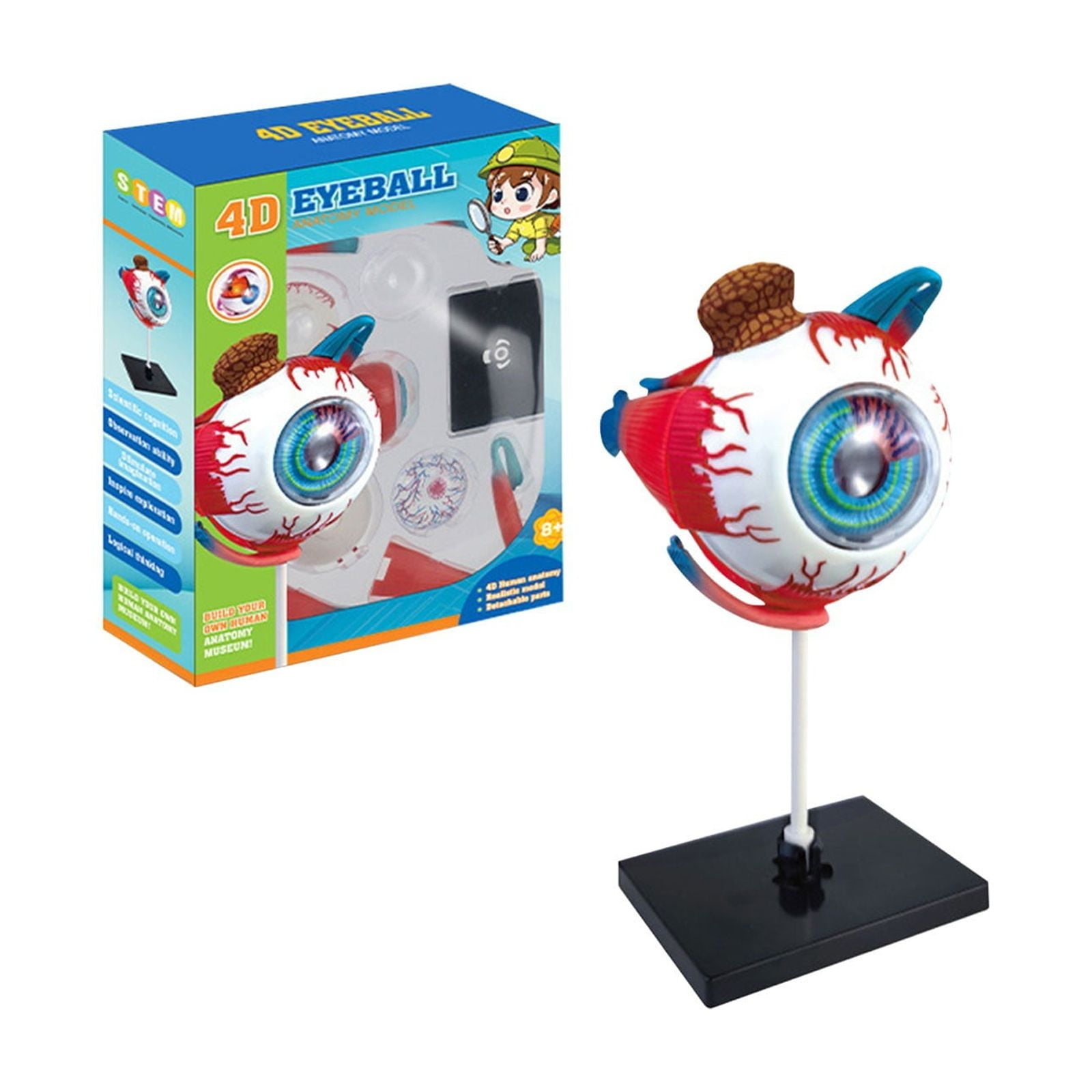 Human Eye Anatomy Model, Detailed and Removable Parts for Science and ...