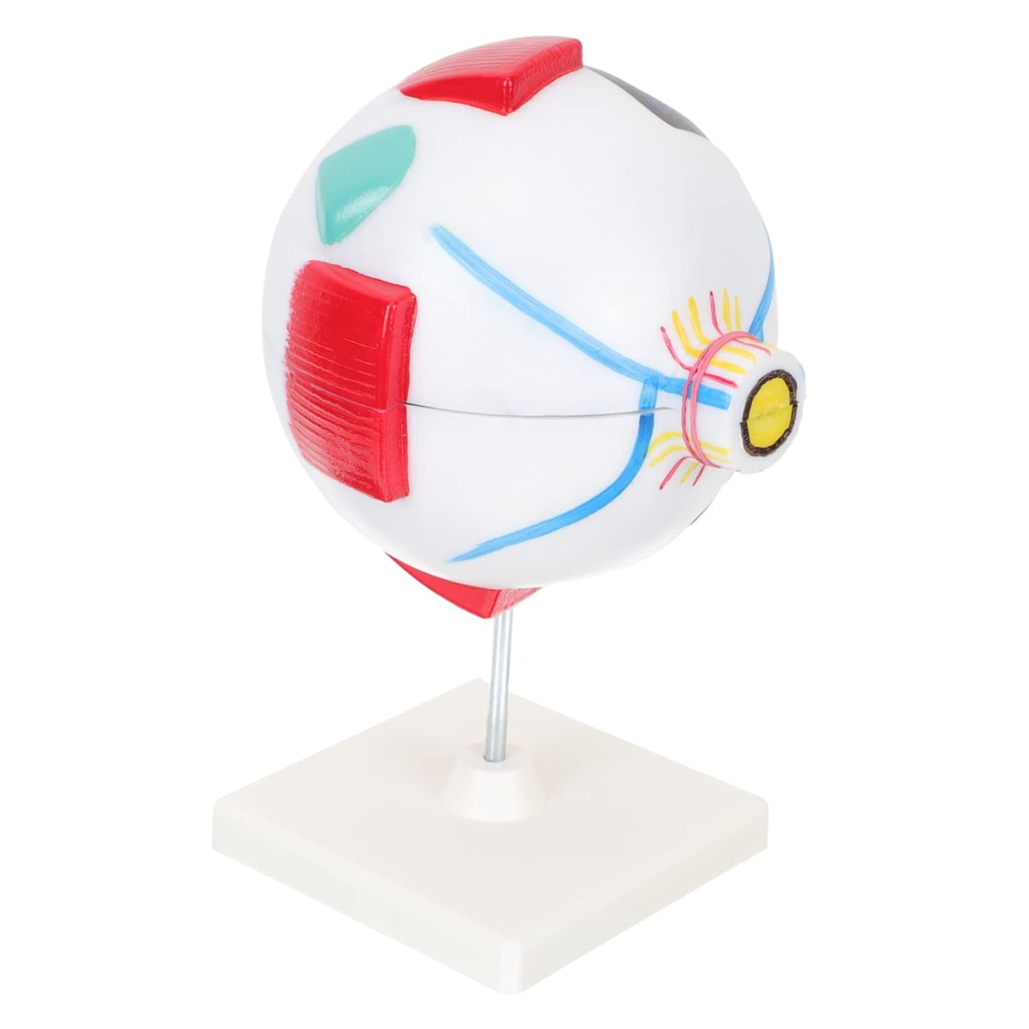 Human Eyeball Model Enlarged Anatomy Display Aid for Medical Teaching ...