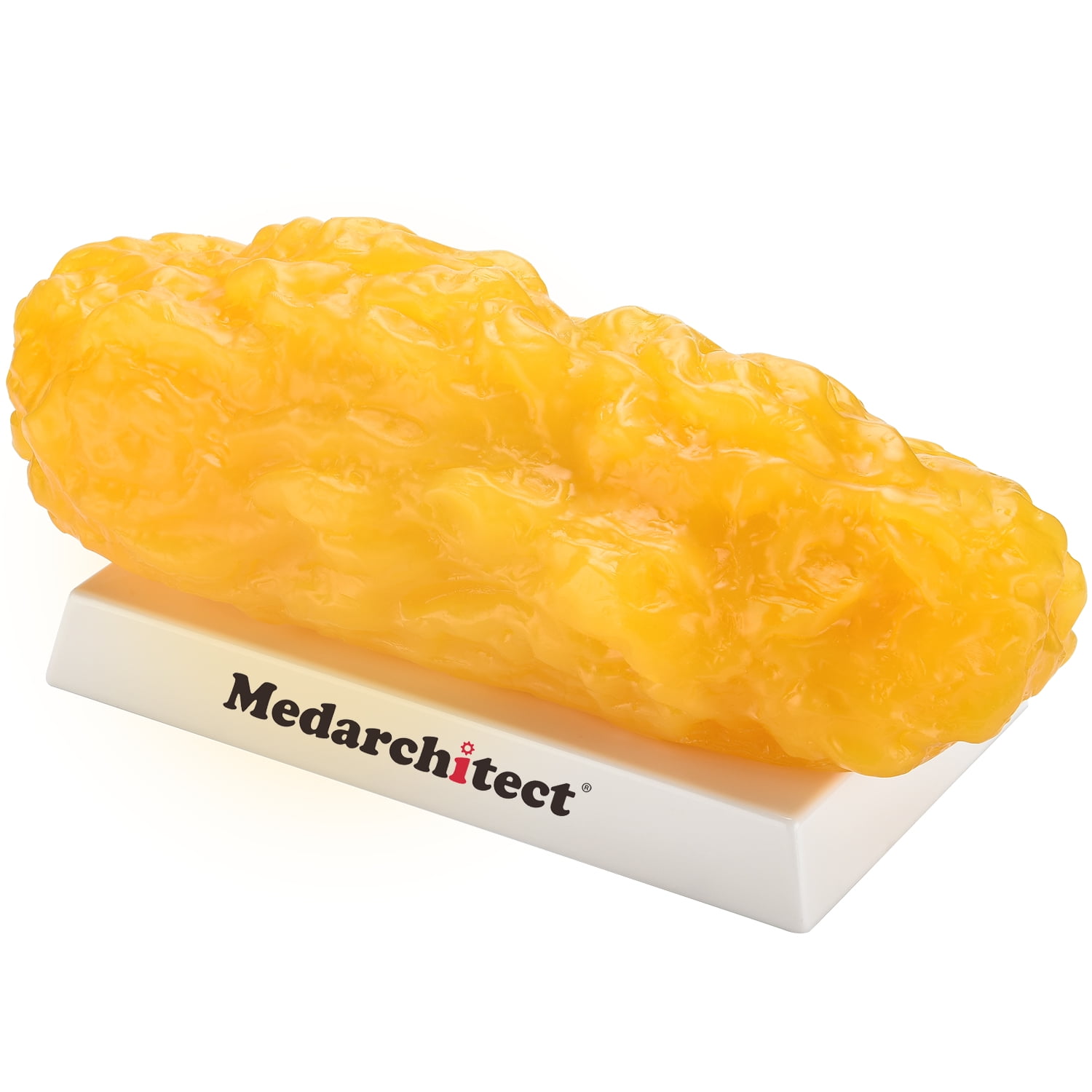 Human Fat Replica Anatomical Model 5 Pounds Keep Fit Motivation ...