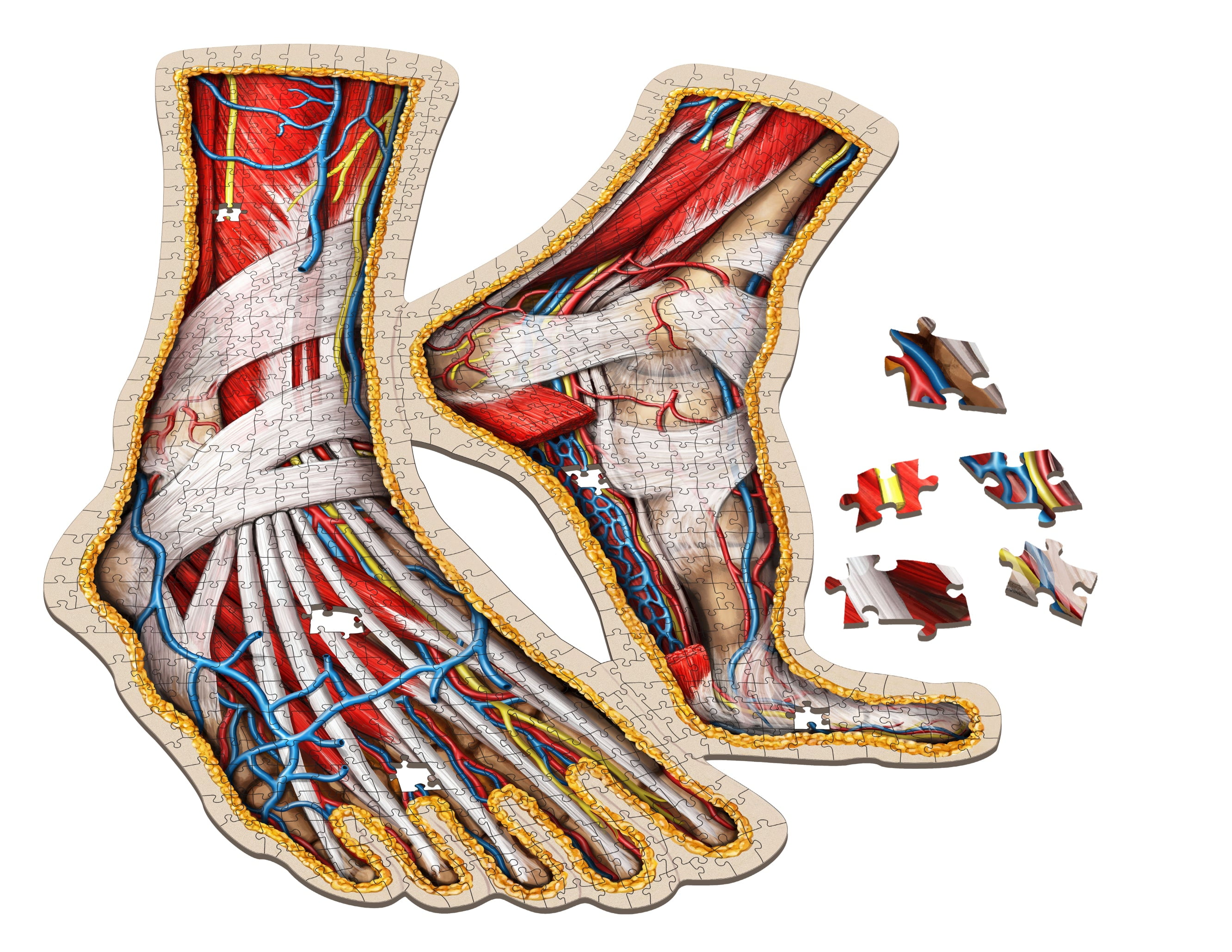 Human Feet Anatomy Jigsaw Puzzle | Dr. Livingston's Unique Shaped ...