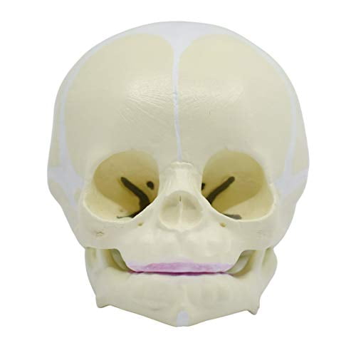 Human Fetus (Infant) Skull Anatomical Model, Life Sized, Hand Painted ...