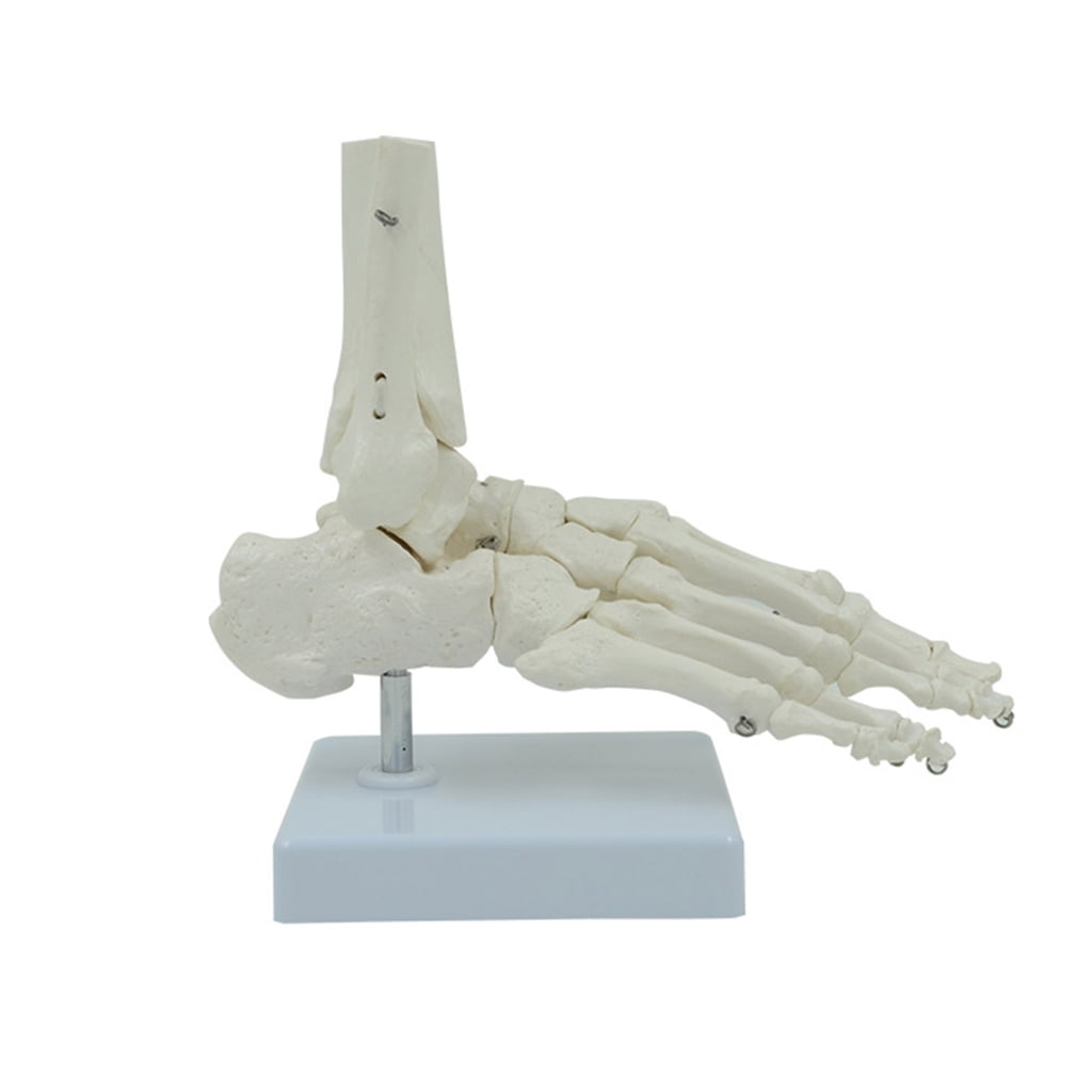 Human Foot Joint Skeleton Model 9x7x3.5Inch Anatomy PVC Right Foot and ...