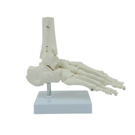 Human Foot Joint Skeleton Model 9x7x3.5Inch Anatomy PVC Right Foot and ...