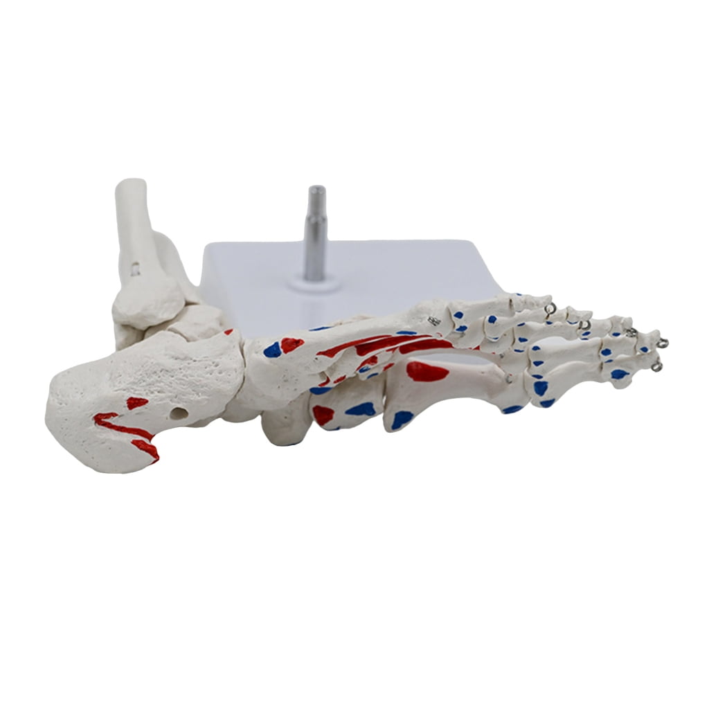 Human Foot Joint Skeleton Model Medicals Model PVC Foot Joints Anatomy ...