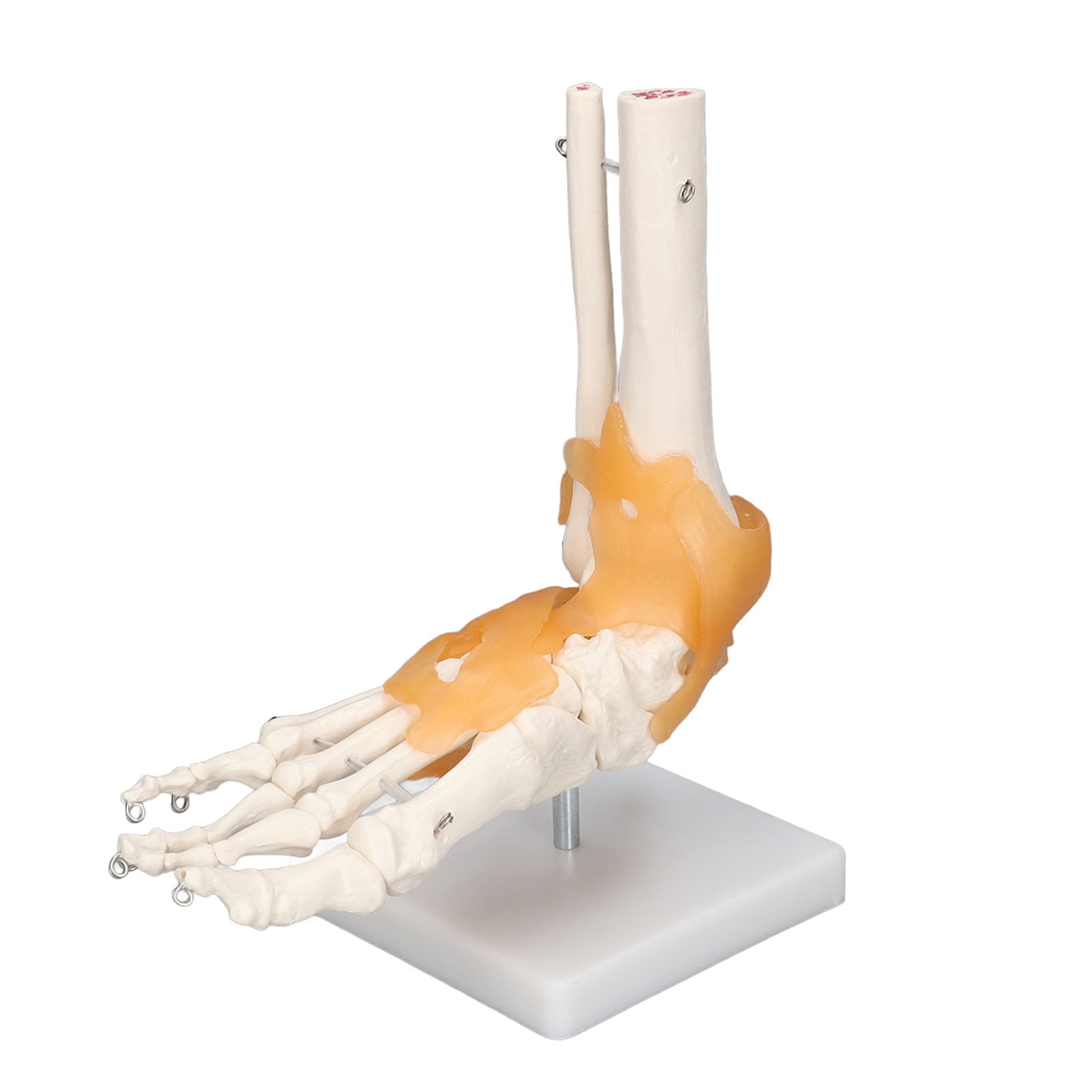 Human Foot Skeleton Model, Accurate Foot Skeleton Model Life Size Human ...