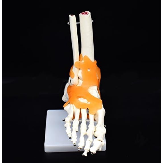 Human Foot Skeleton Model with Ligaments, Flexible, Anatomically ...