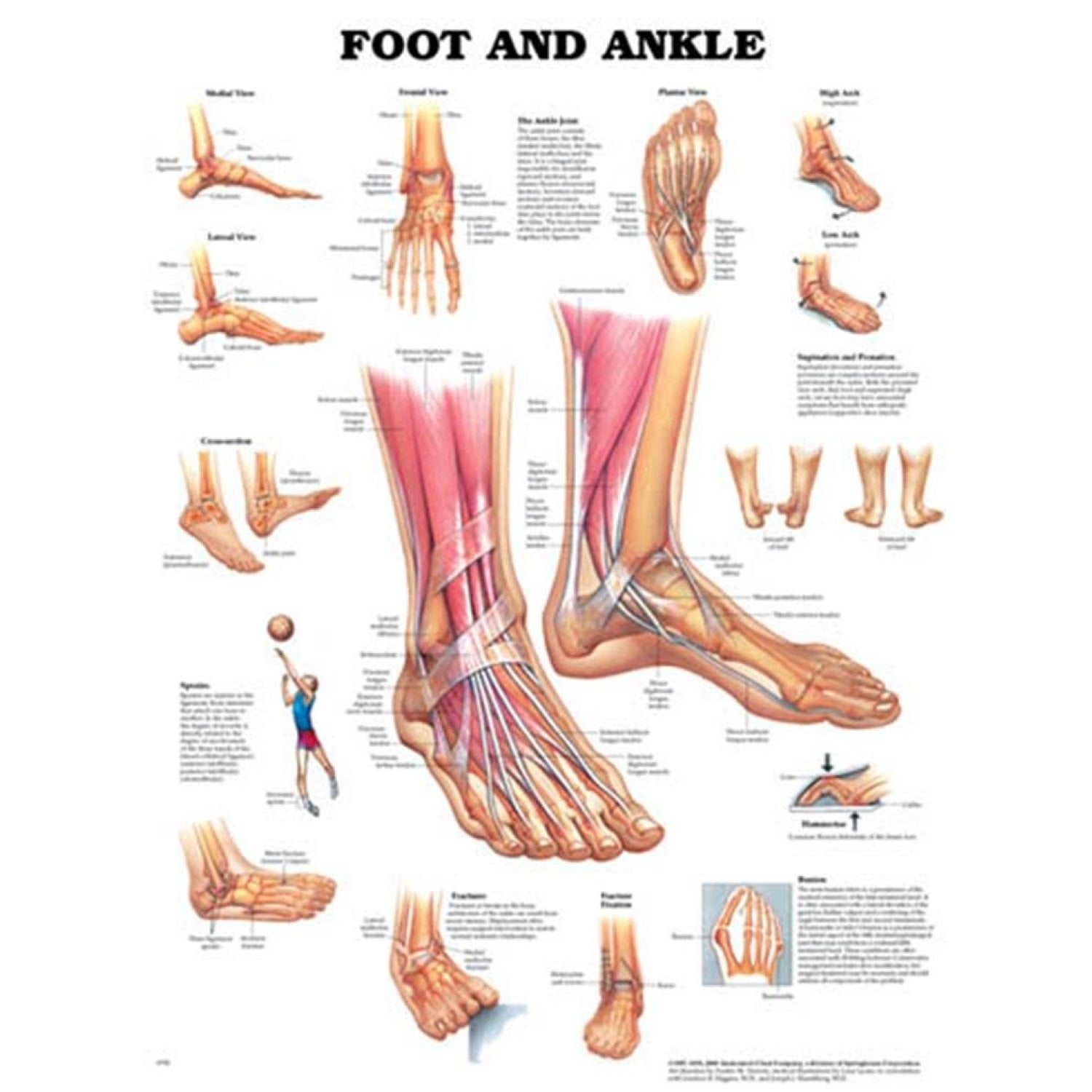Human Foot and Ankle Anatomy Chart - Walmart.com