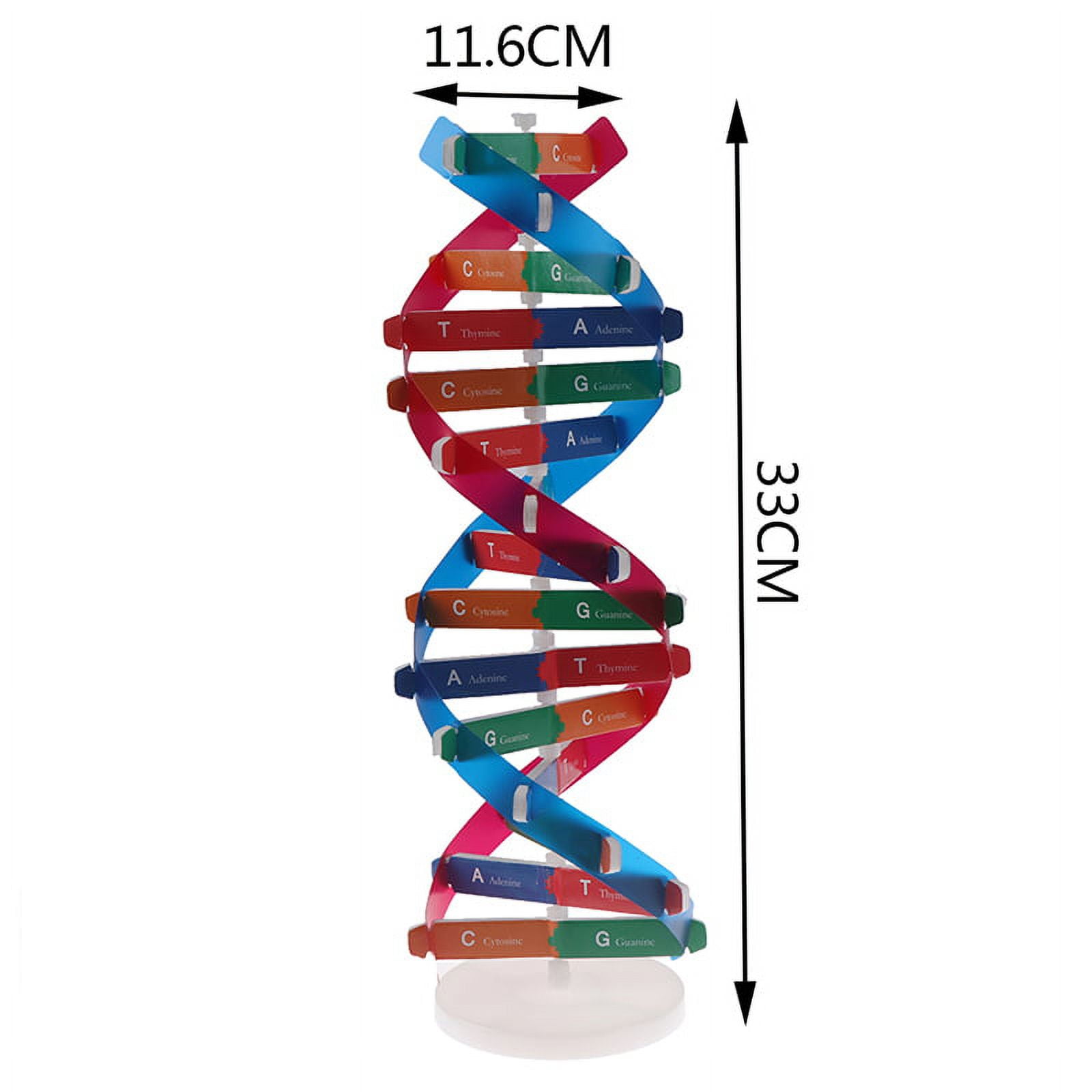 Human Genes DNA Models Double Helix Science Toys Teaching Learning ...