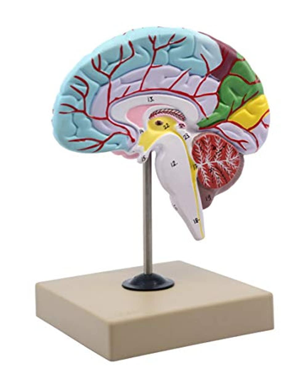 Eisco Labs Life Size Human Half Brain Model, Color Coded, Numbered with ...