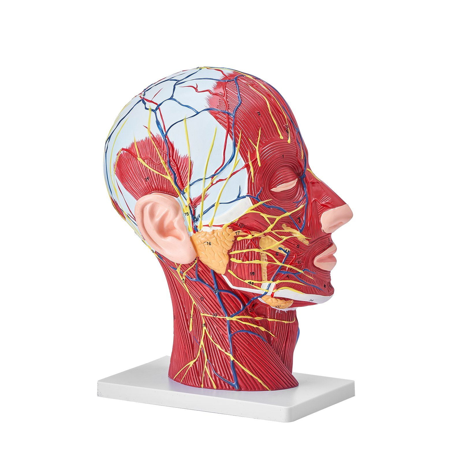 Human Half Head Superficial Neurovascular Model with Musculature, 1:1 ...