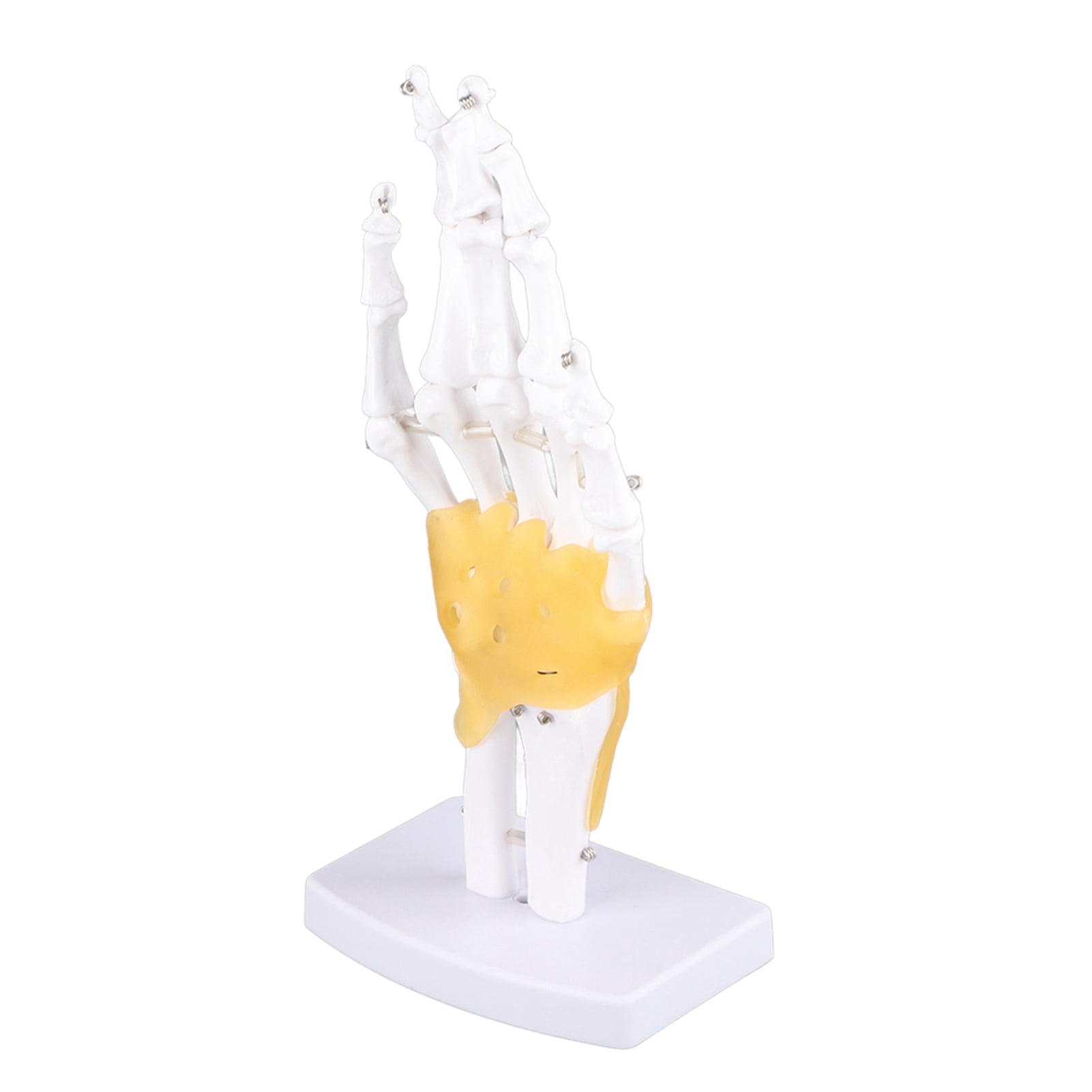 Human Hand Joint Model,Hand Joint Skeleton Model,Hand Joint Skeleton ...
